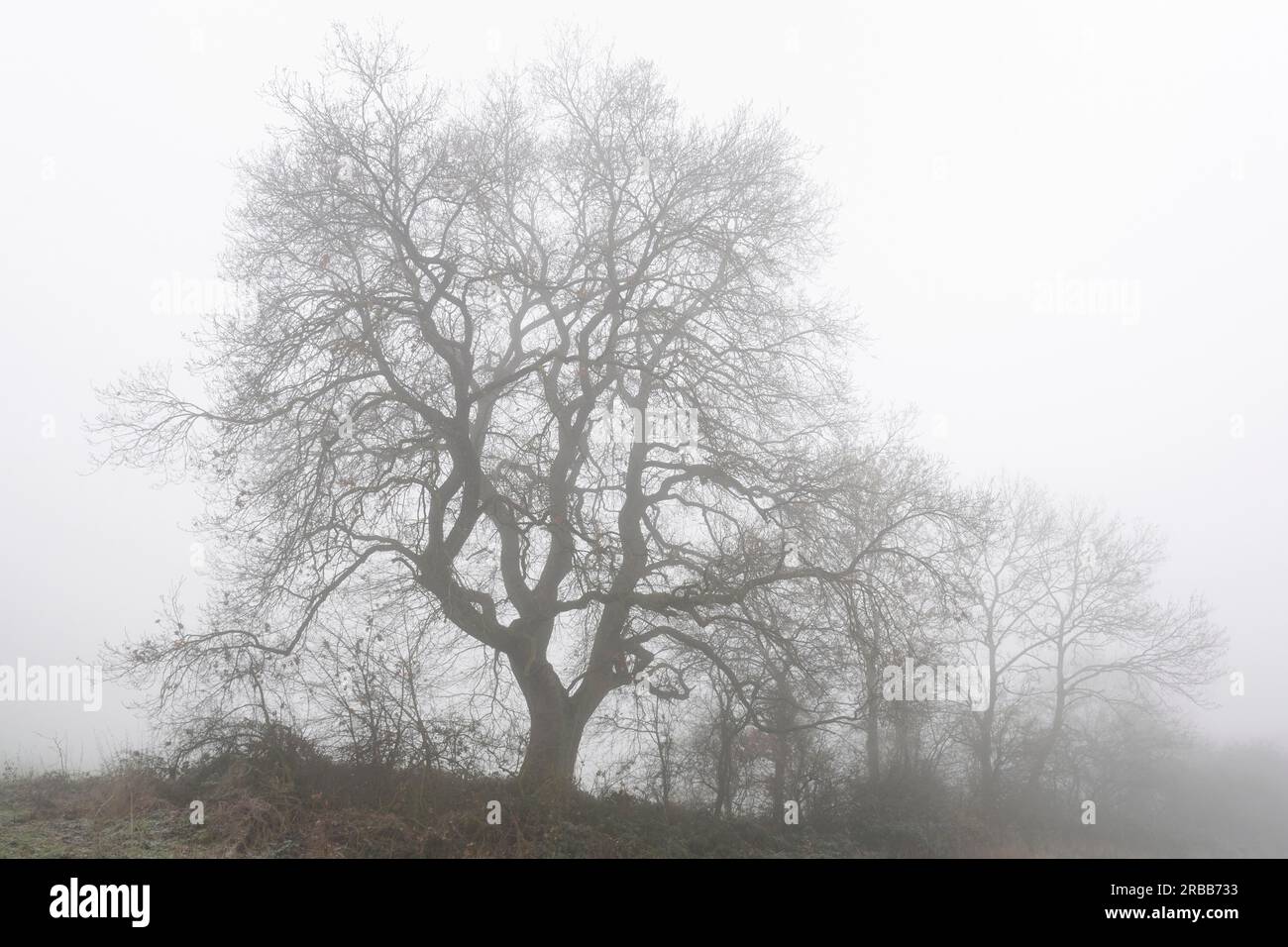 Knotty oak tree (Quercus), foggy winter day, North Rhine-Westphalia ...