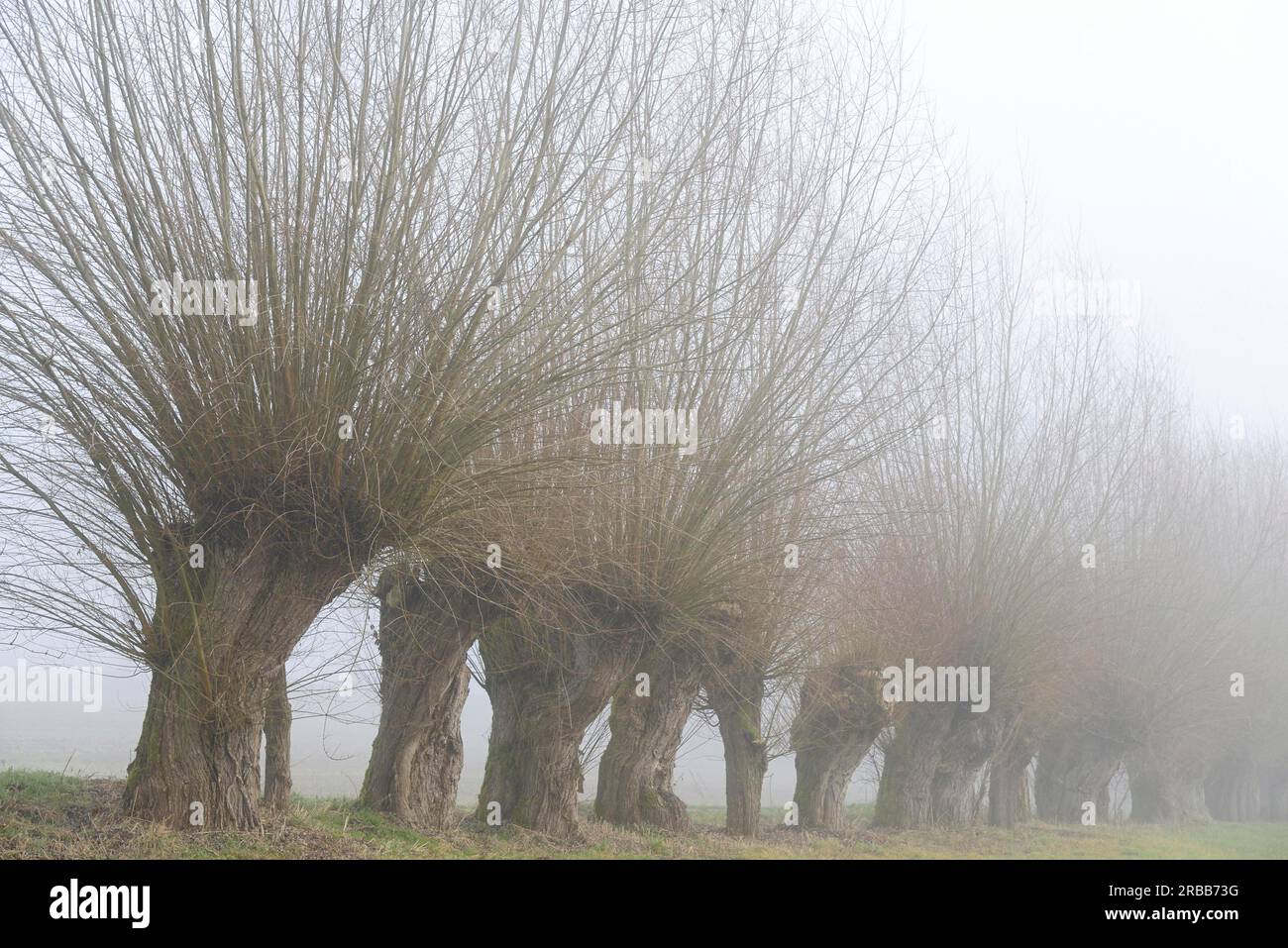 Pollarded willow (Salix), row of trees at the edge of a field in dense ...