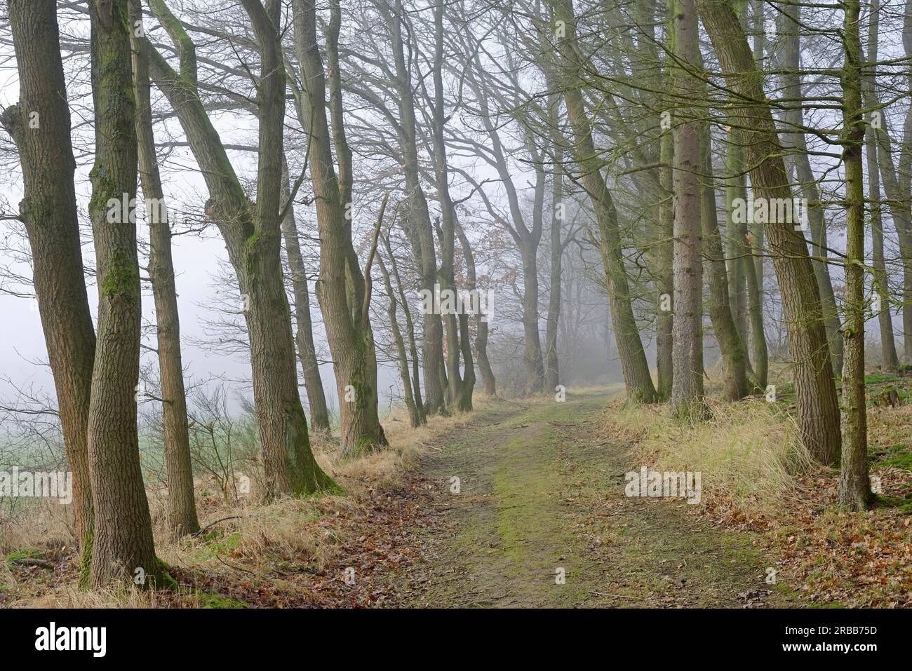 Forest path leading through a deciduous forest in the fog, North Rhine ...