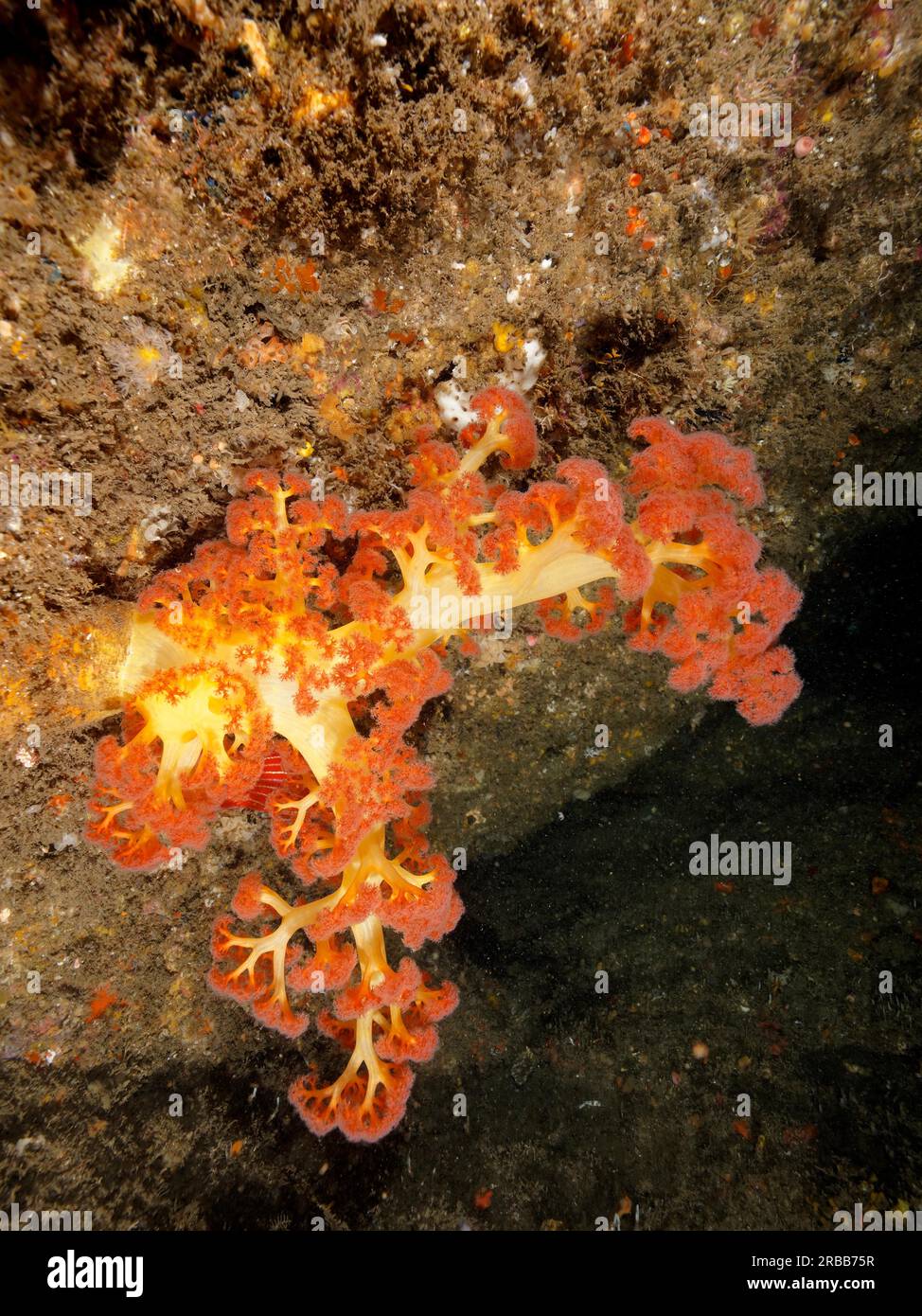 Red tree coral (Dendronephthya) in a cave. Aliwal Shoal Dive Site ...
