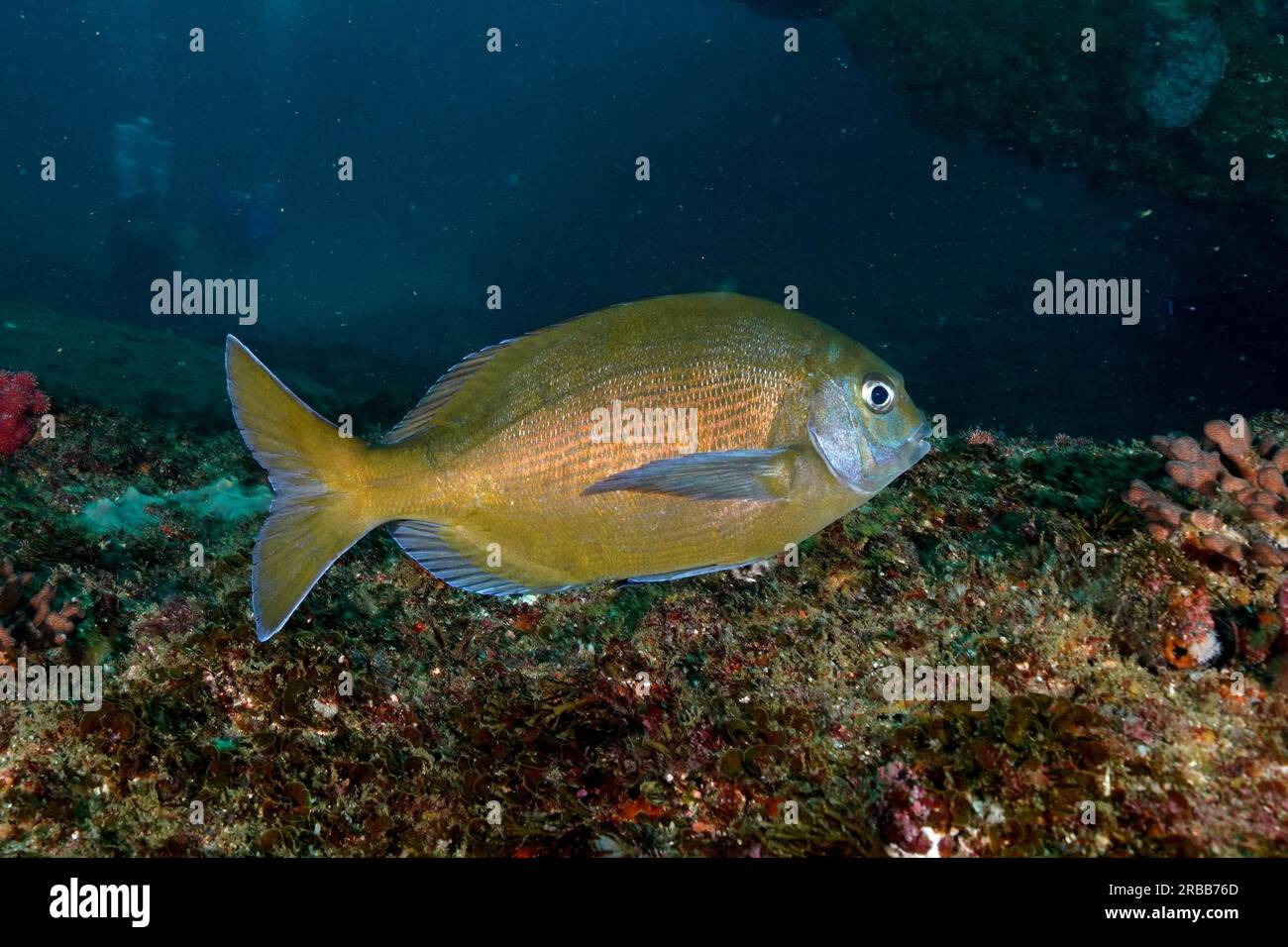 Bronze bream, sea bream (Pachymetopon grande), Aliwal Shoal dive site ...