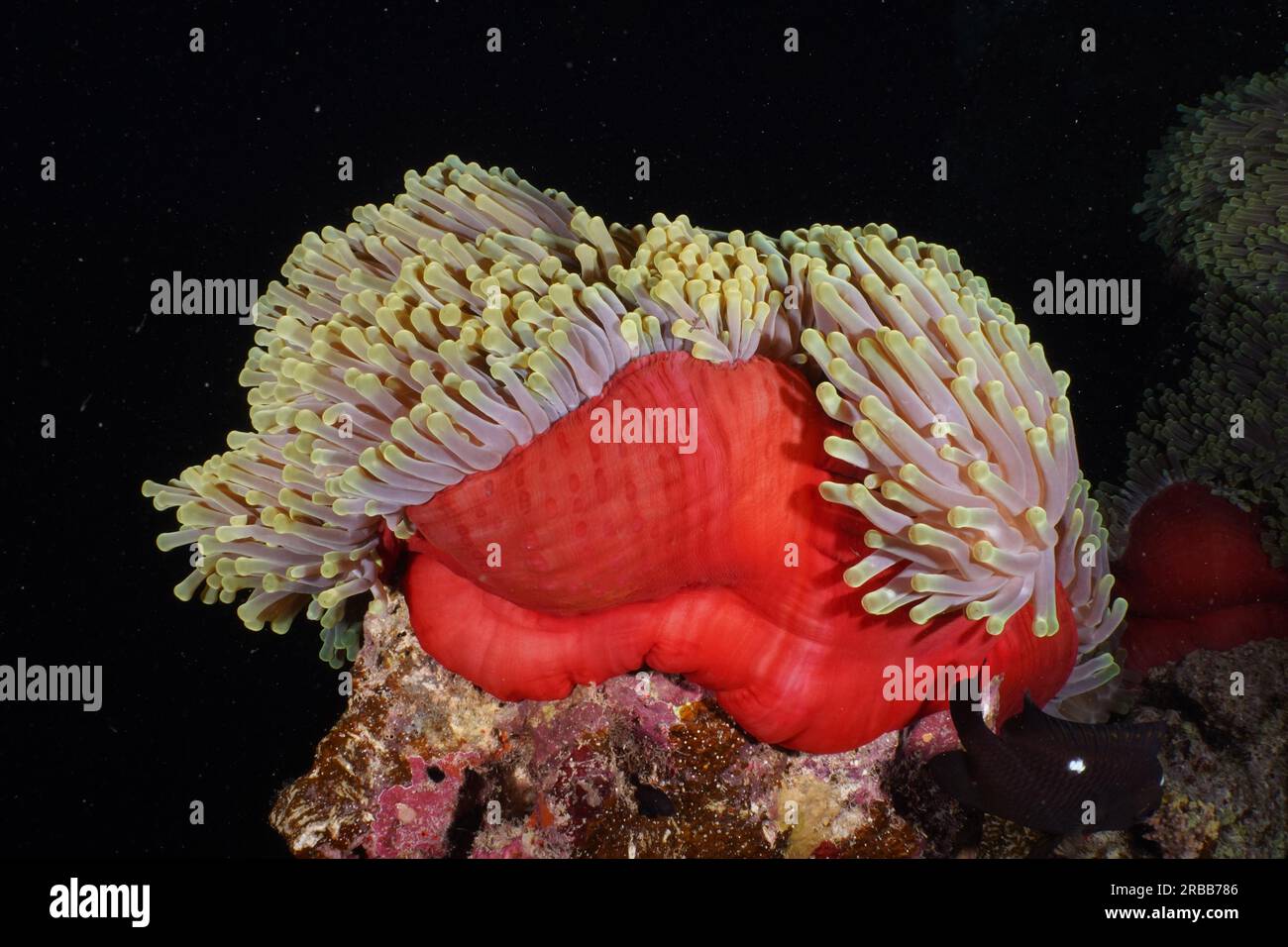 Red splendour anemone (Heteractis magnifica) at night, Dangerous Reef ...