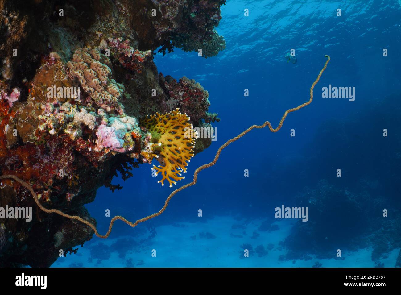 Twisted wire coral (Cirrhipathes spiralis), Abu Dabab reef dive site ...