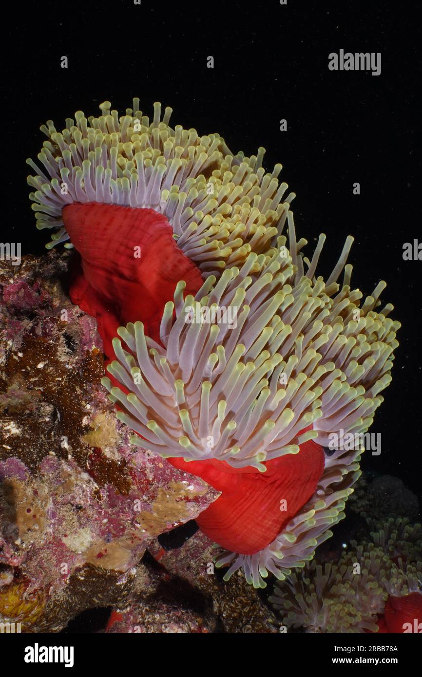 Red splendour anemone (Heteractis magnifica) at night, Dangerous Reef ...