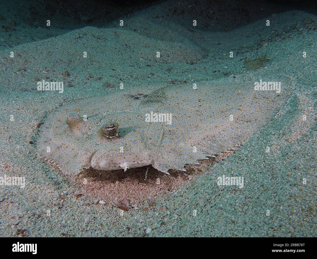 Portrait of peacock flounder (Bothus mancus), Sodwana Bay National Park ...