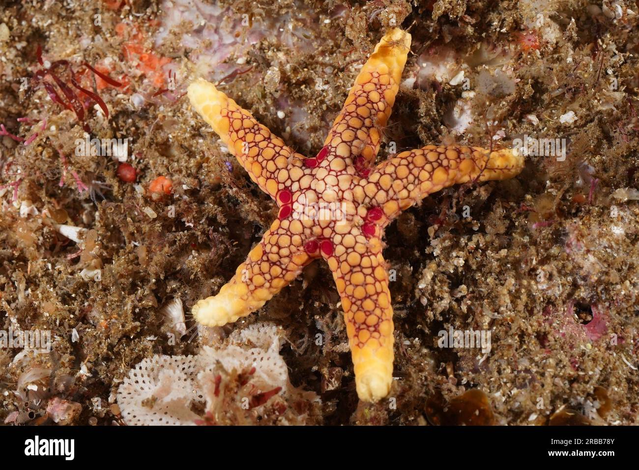 African starfish hi-res stock photography and images - Alamy
