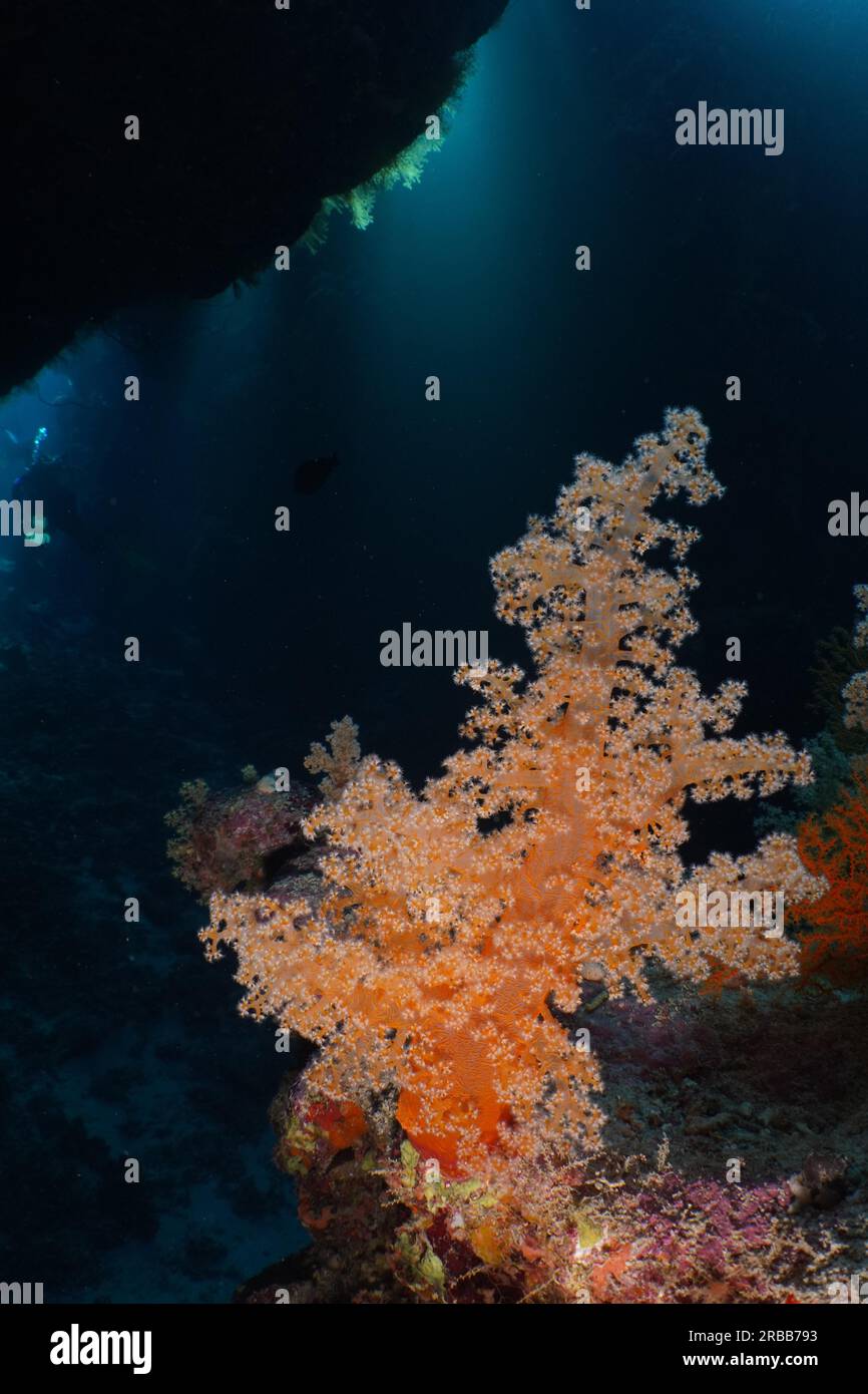 Hemprich's tree coral (Dendronephthya hemprichi) in a cave, light rays ...