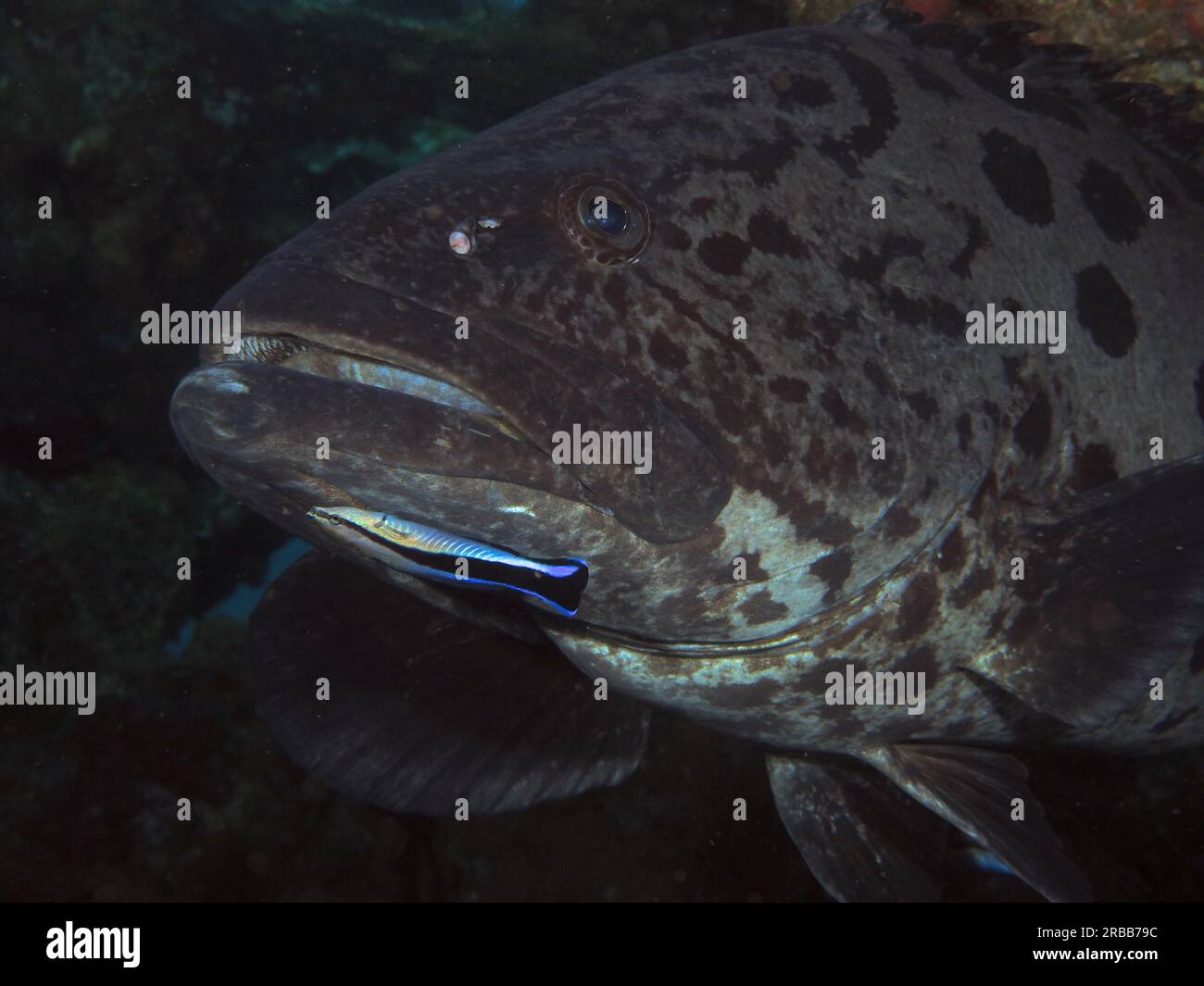Potato grouper (Epinephelus tukula) and cleaner fish. Dive site Sodwana ...