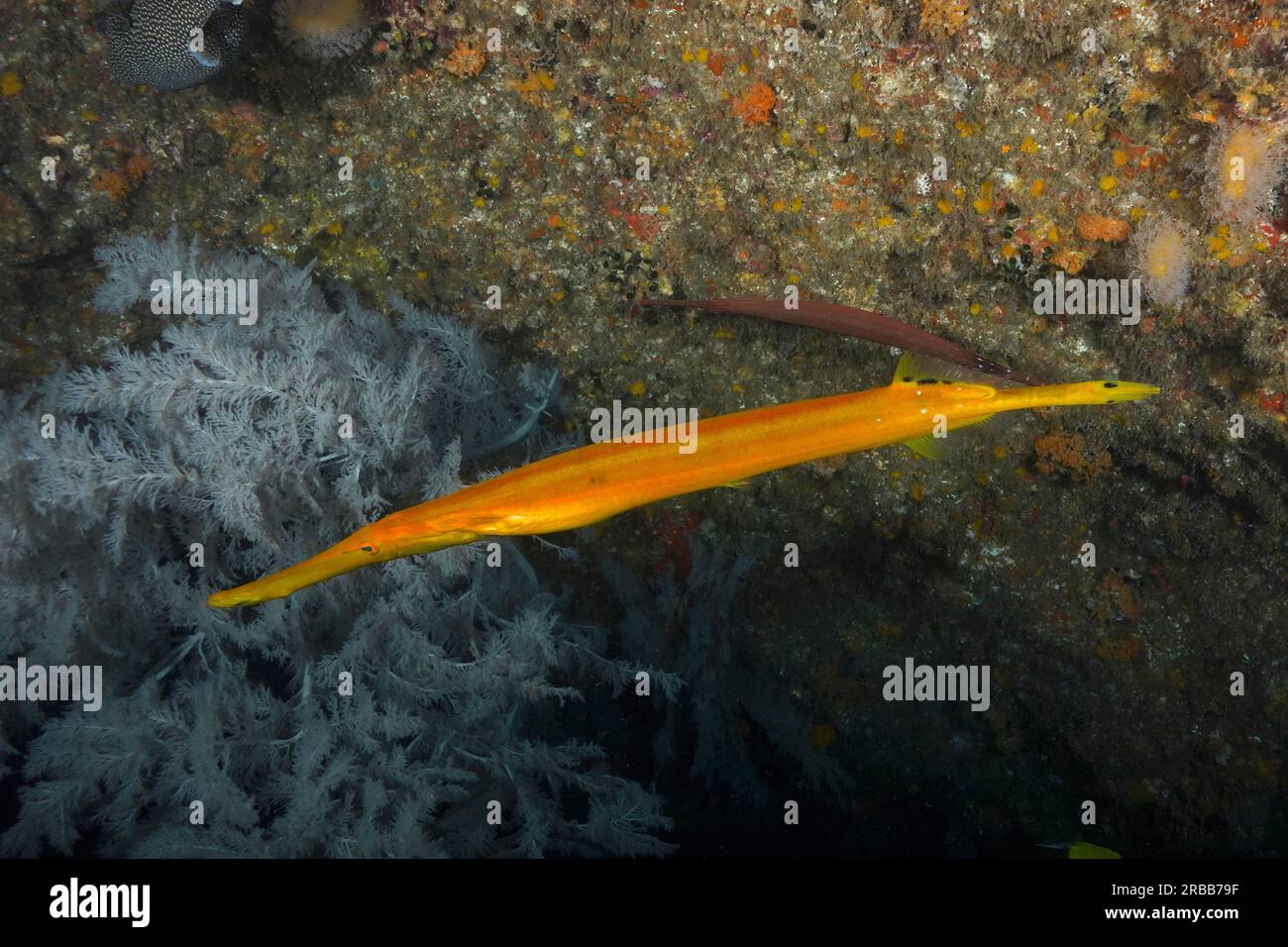Chinese trumpetfish (Aulostomus chinensis), yellow variant, Aliwal ...