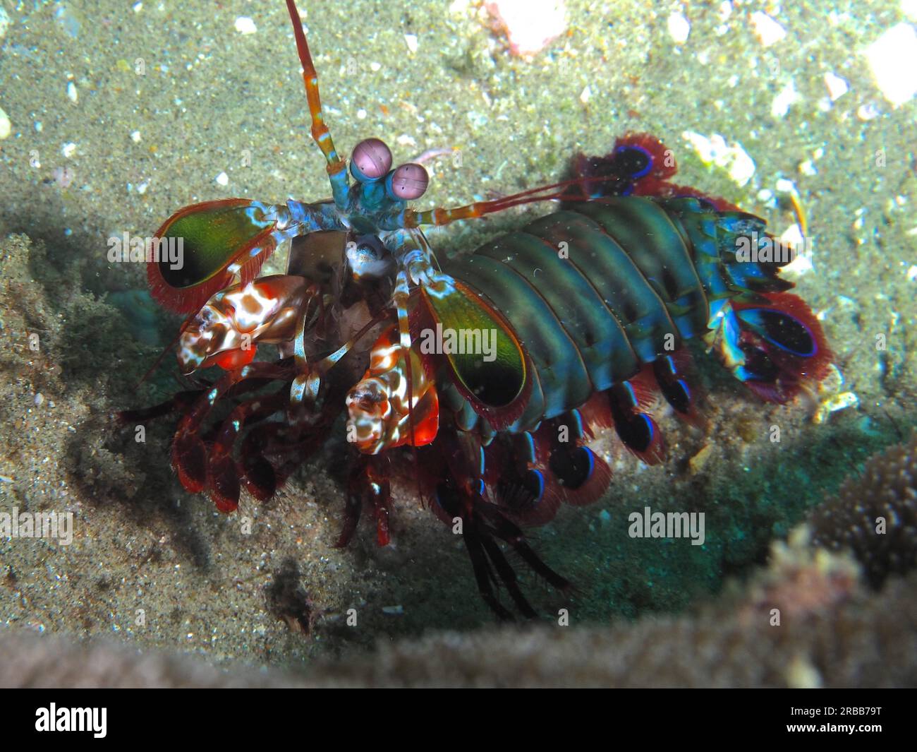 Peacock mantis shrimp (Odontodactylus scyllarus), Sodwana Bay National ...