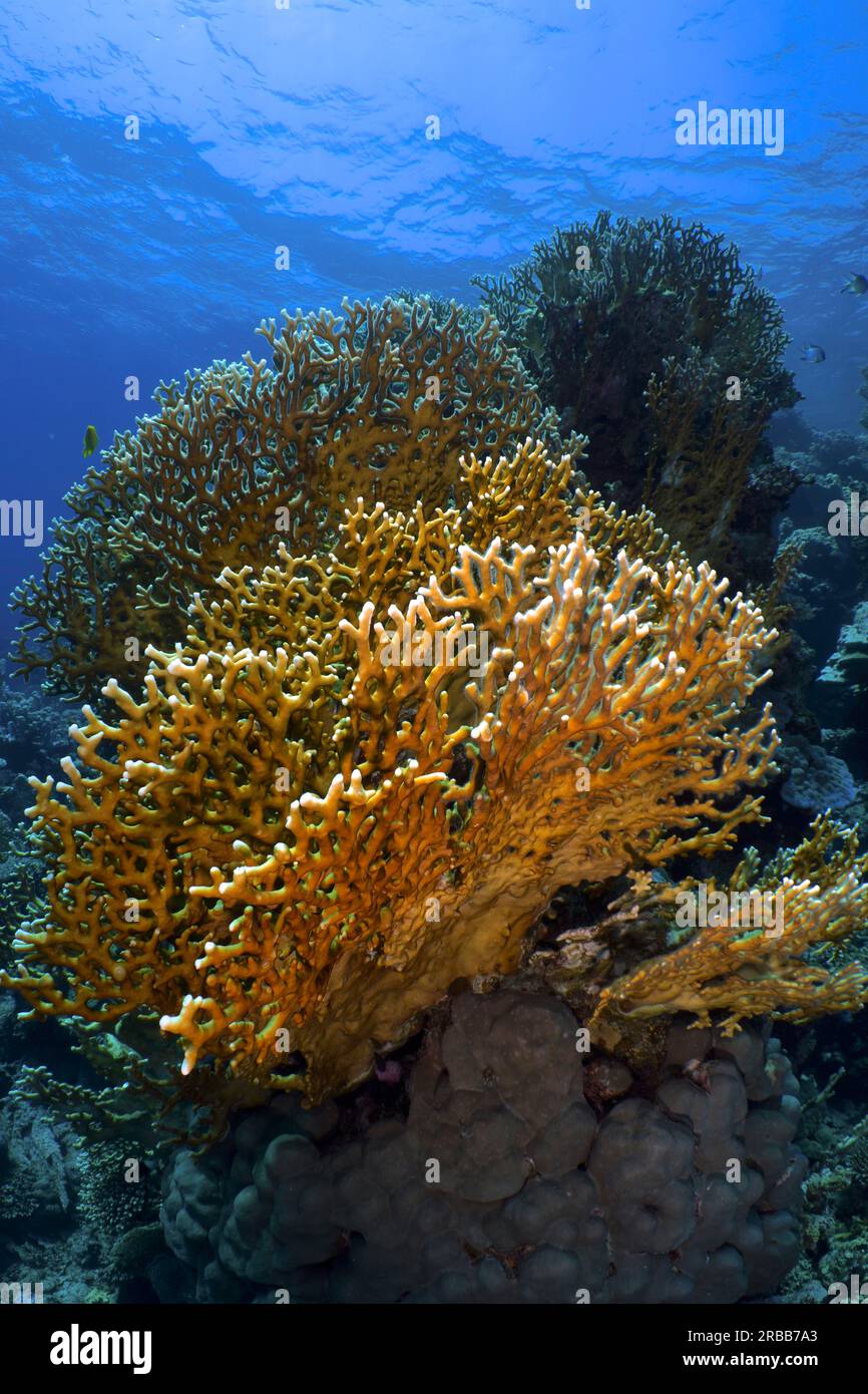Mesh Fire Coral, net fire coral (Millepora dichotoma), Dive Site House ...