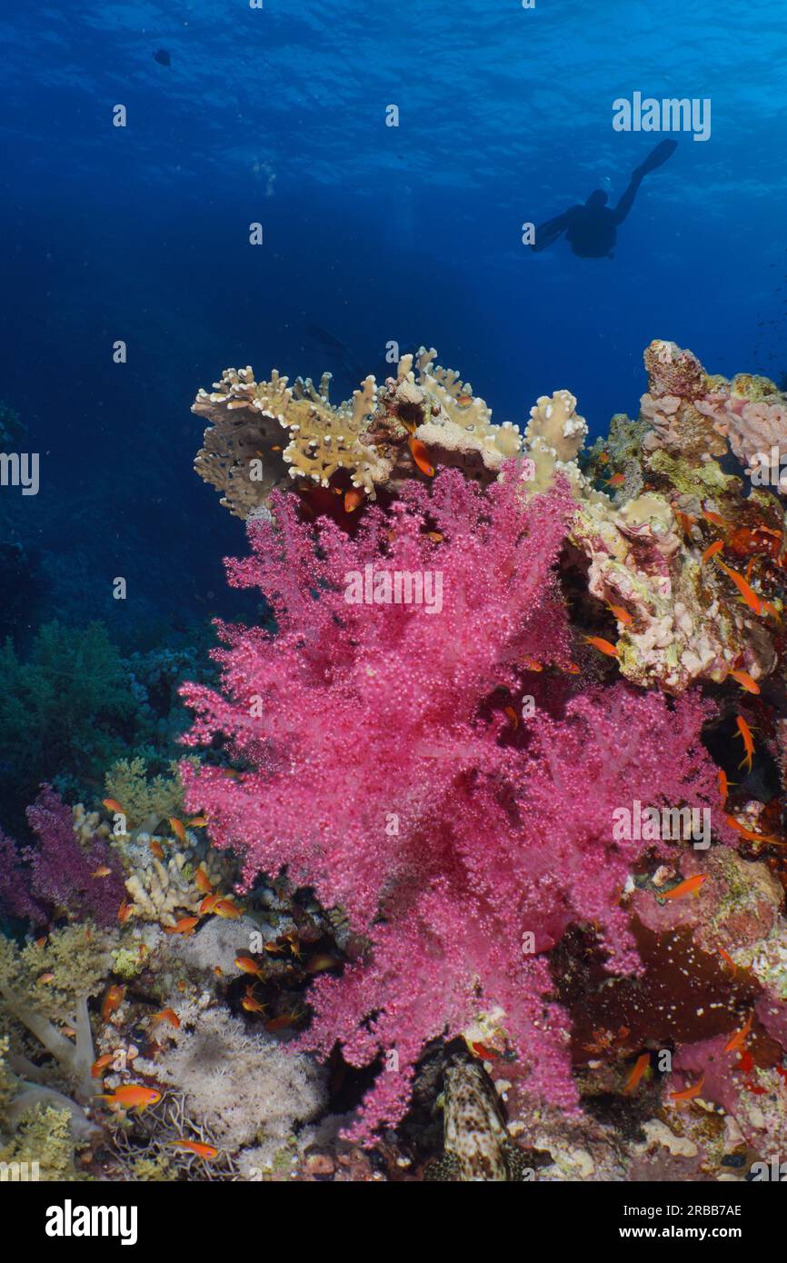Hemprich's tree coral (Dendronephthya hemprichi), diver in background ...