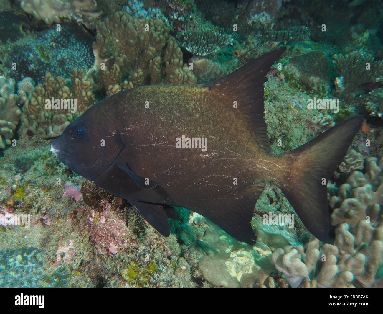 Natal billfish hi-res stock photography and images - Alamy