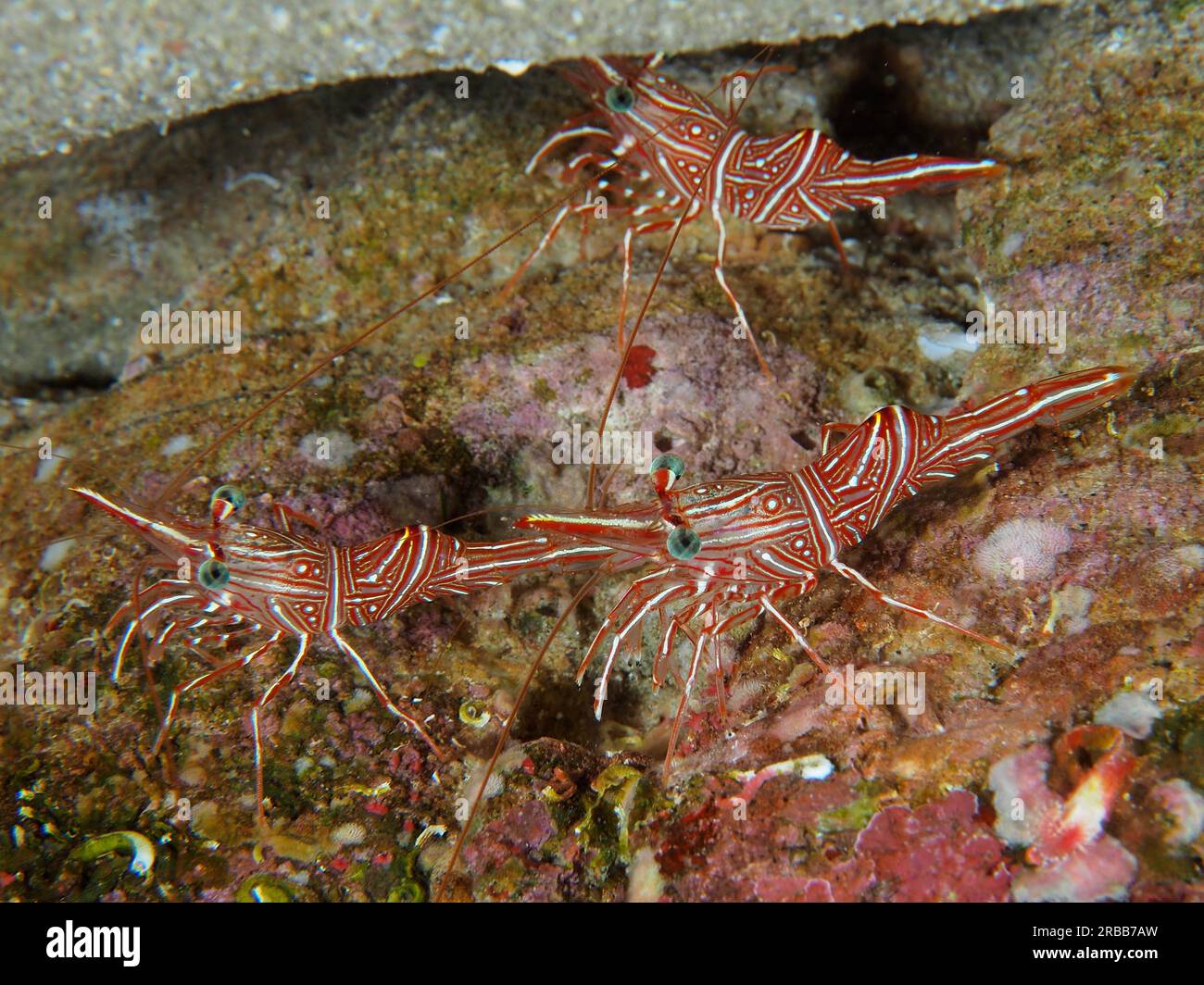 Camel shrimp (Rhynchocinetes durbanensis), Sodwana Bay National Park ...