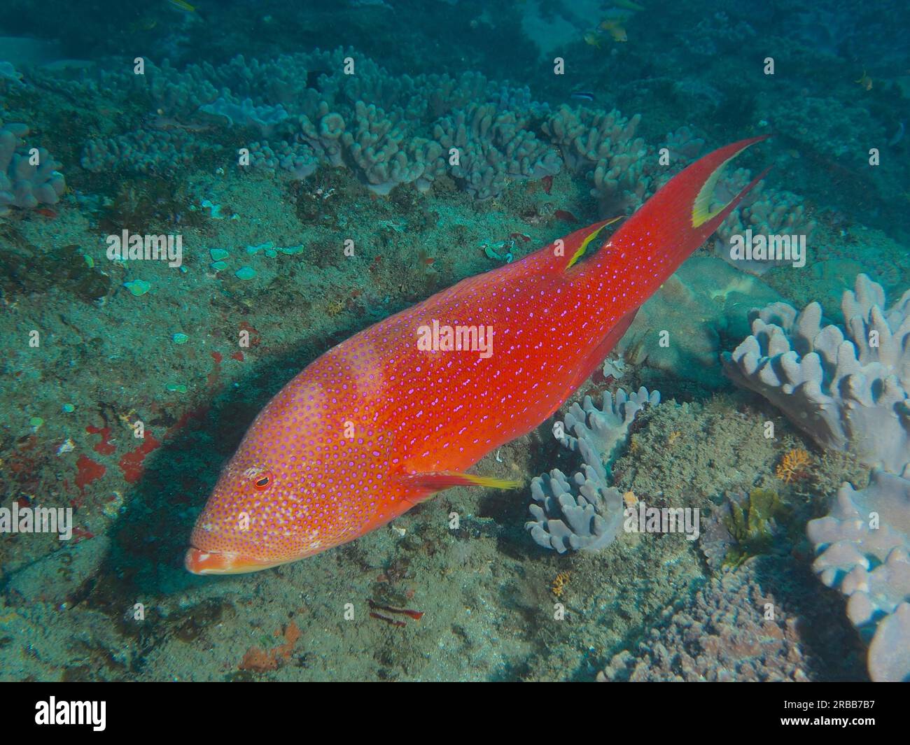 Yellow-edged lyretail (Variola louti), Sodwana Bay National Park Dive ...