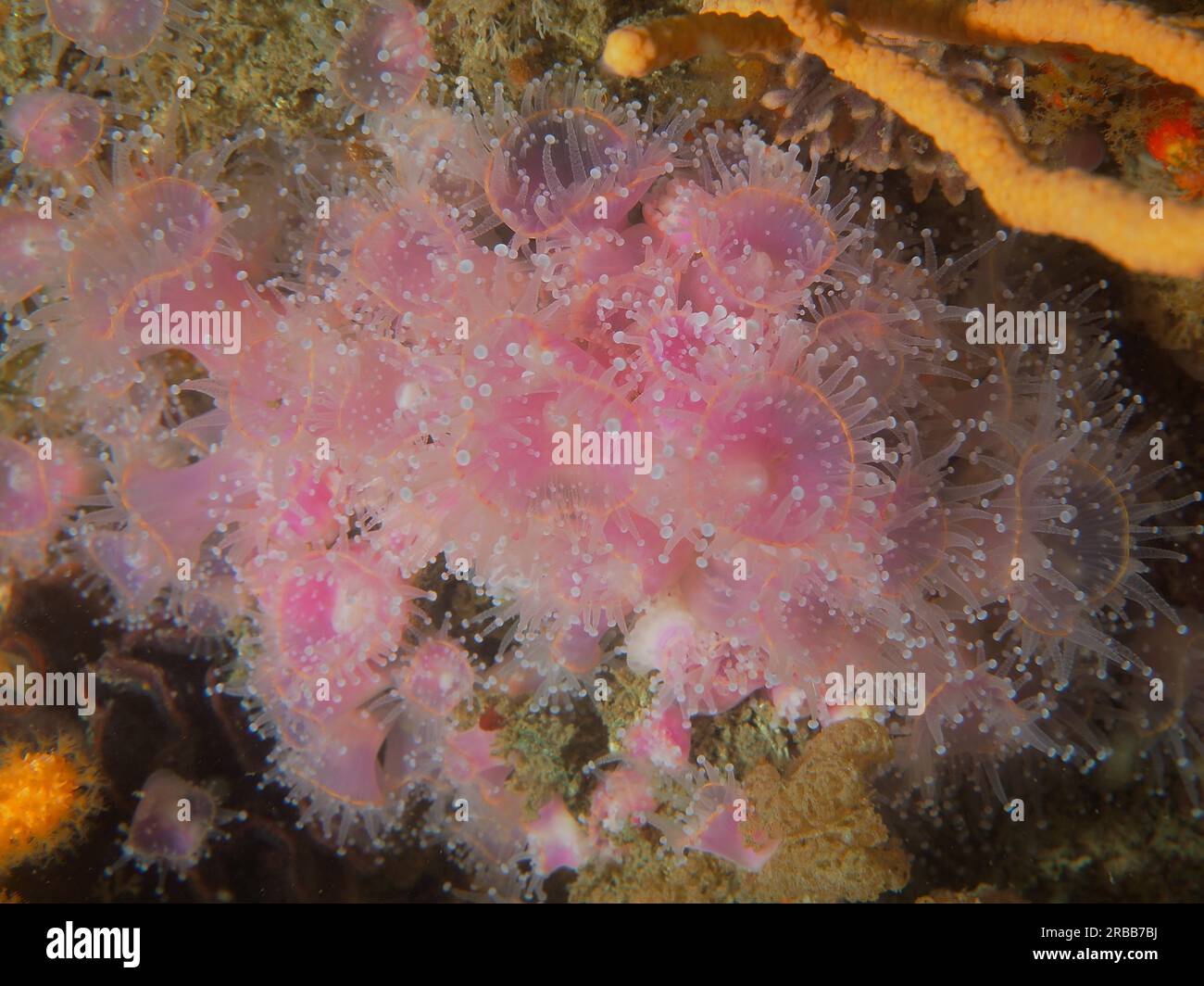 Strawberry anemone (Corynactis annulata), sea anemone, False Bay, Cape ...