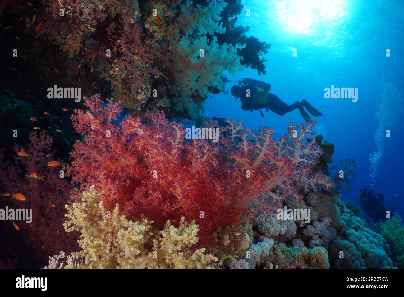 Hemprich's tree coral (Dendronephthya hemprichi) and backlit diver ...