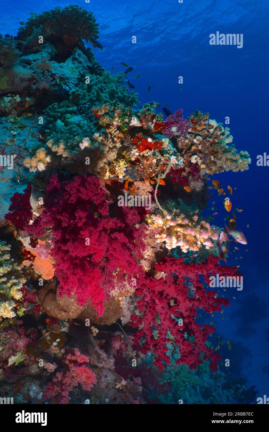 Klunzinger's tree coral (Dendronephthya klunzingeri), Dangerous Reef ...