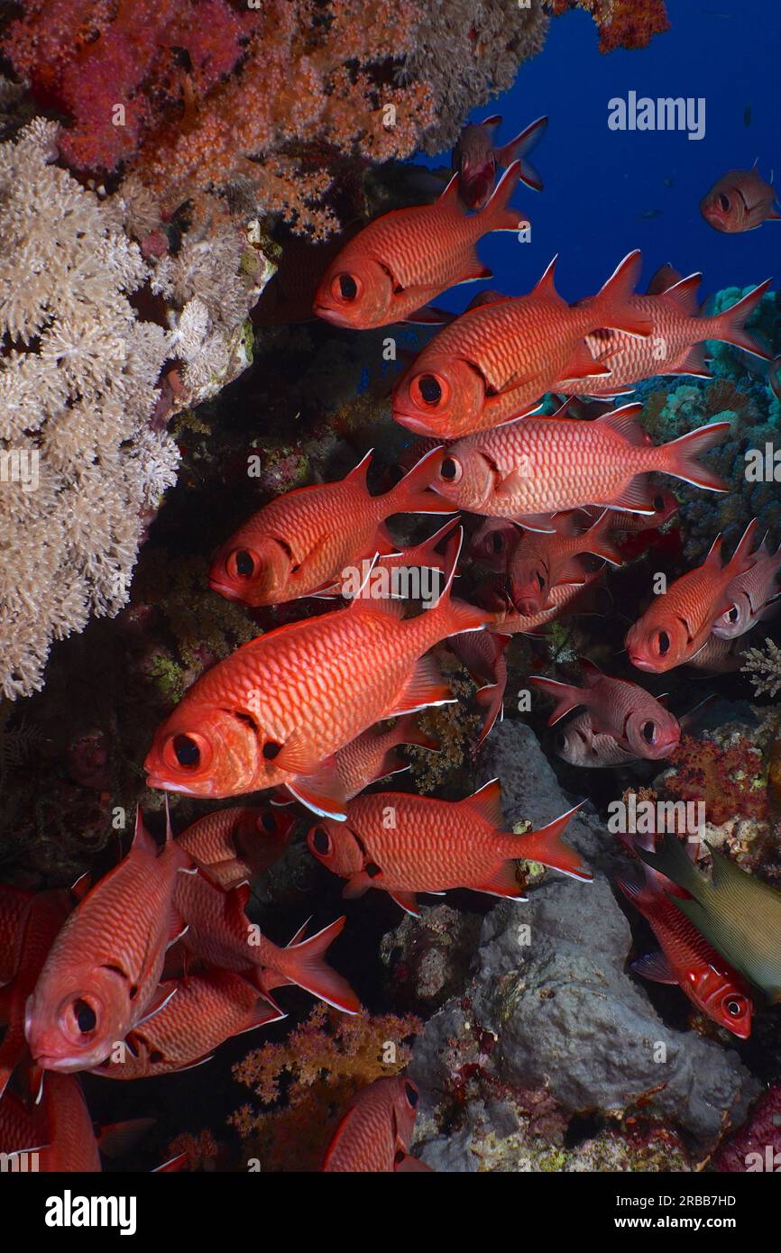 Shoal, group of white fringed soldierfish (Myripristis murdian ...