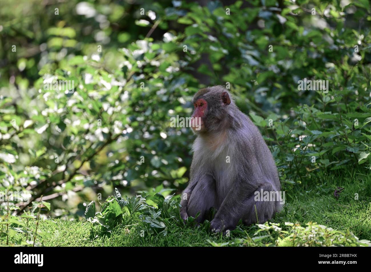 Red faced macaque hi-res stock photography and images - Alamy