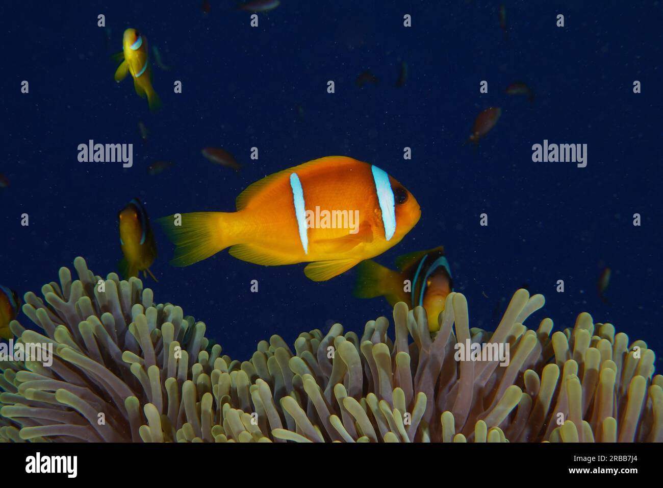 Red sea clownfish (Amphiprion bicinctus), Dangerous Reef dive site, St ...