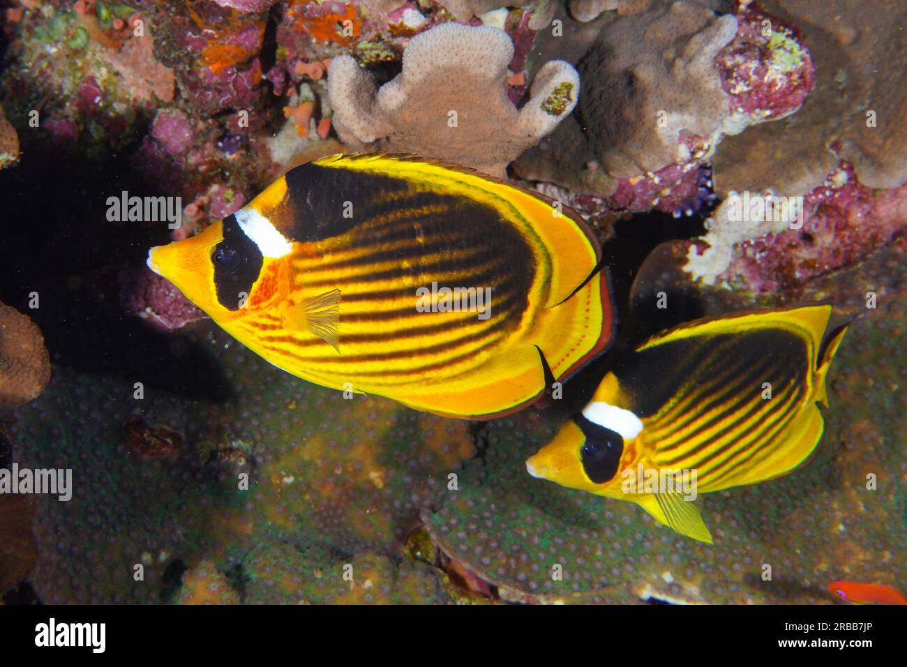 Pair of diagonal butterflyfish (Chaetodon fasciatus), St Johns reef ...