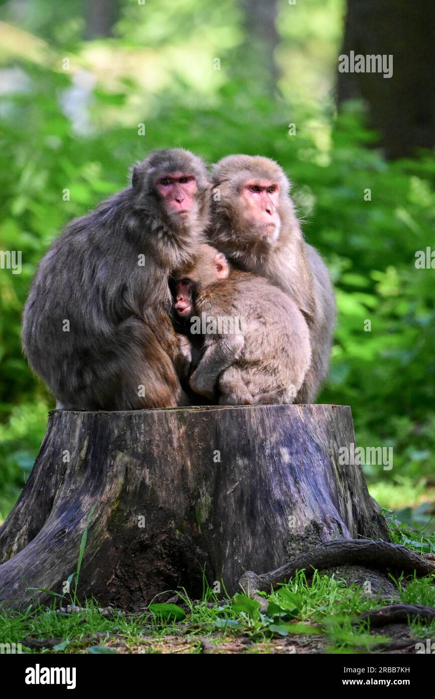 Red faced macaque hi-res stock photography and images - Alamy