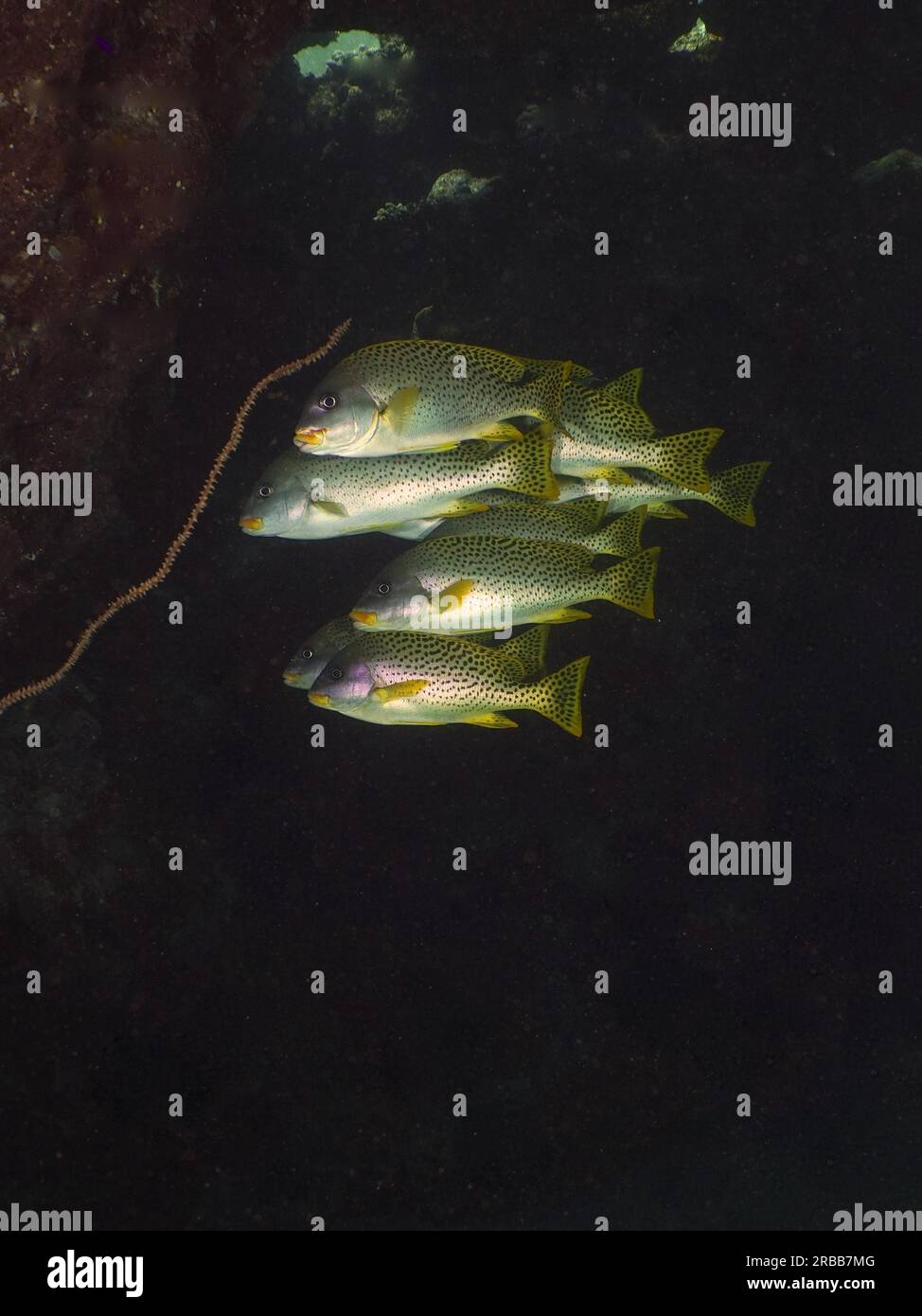 Swarm, group of blackspotted rubberlip (Plectorhinchus gaterinus) in a ...