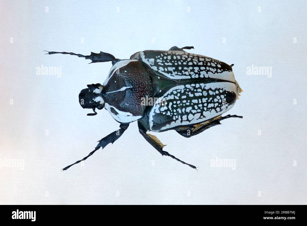 Exotic insects of the fauna of South America common in Central and ...