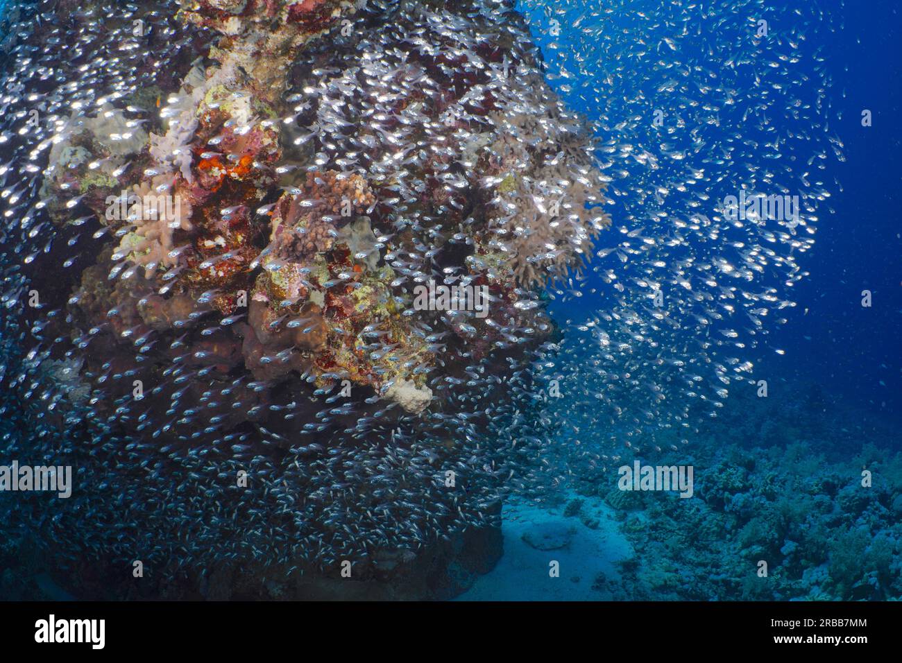 Shoal, group of red sea dwarf sweeper (Parapriacanthus guentheri), Dive ...