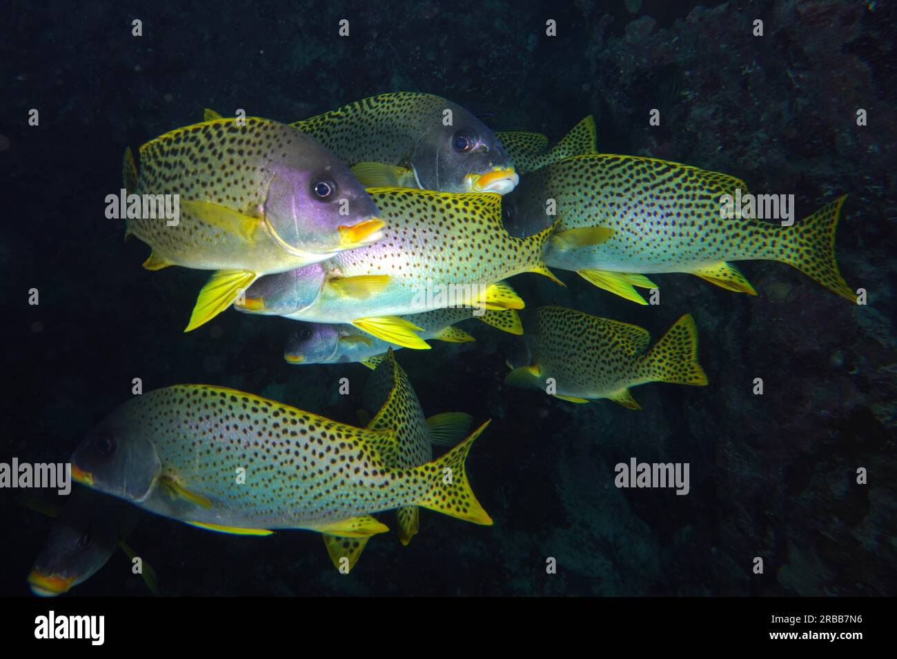 Swarm, group of blackspotted rubberlip (Plectorhinchus gaterinus) in a ...