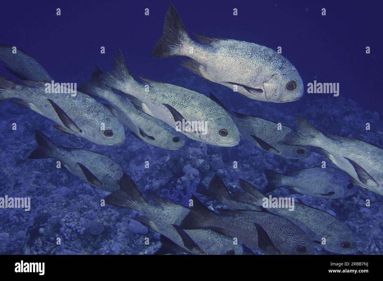 Shoal, group of black and white snapper (Macolor niger), St Johns Reef ...