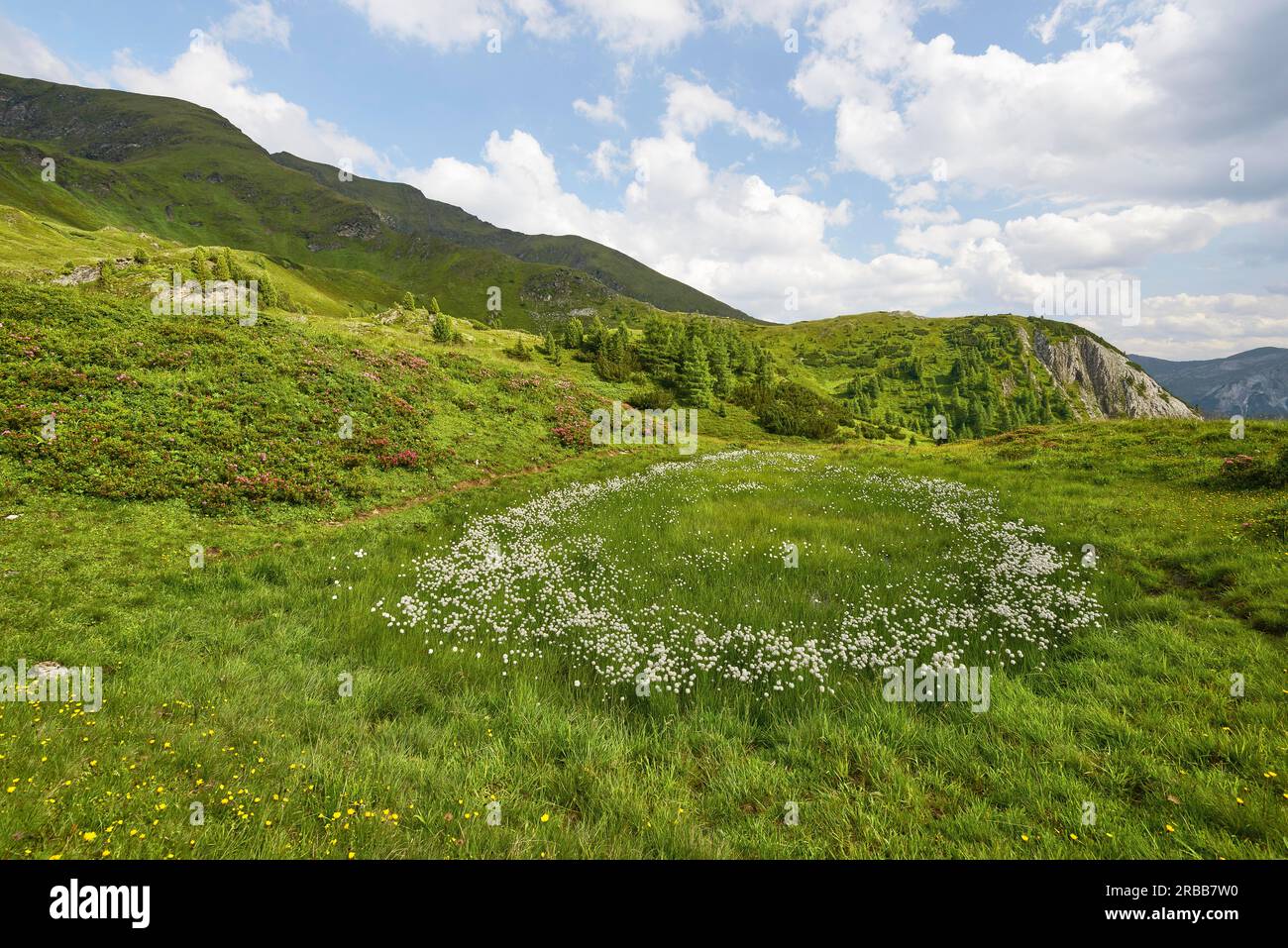 Circle of cotton grass with alpine bush, Radstaetter Tauern, Hohe ...