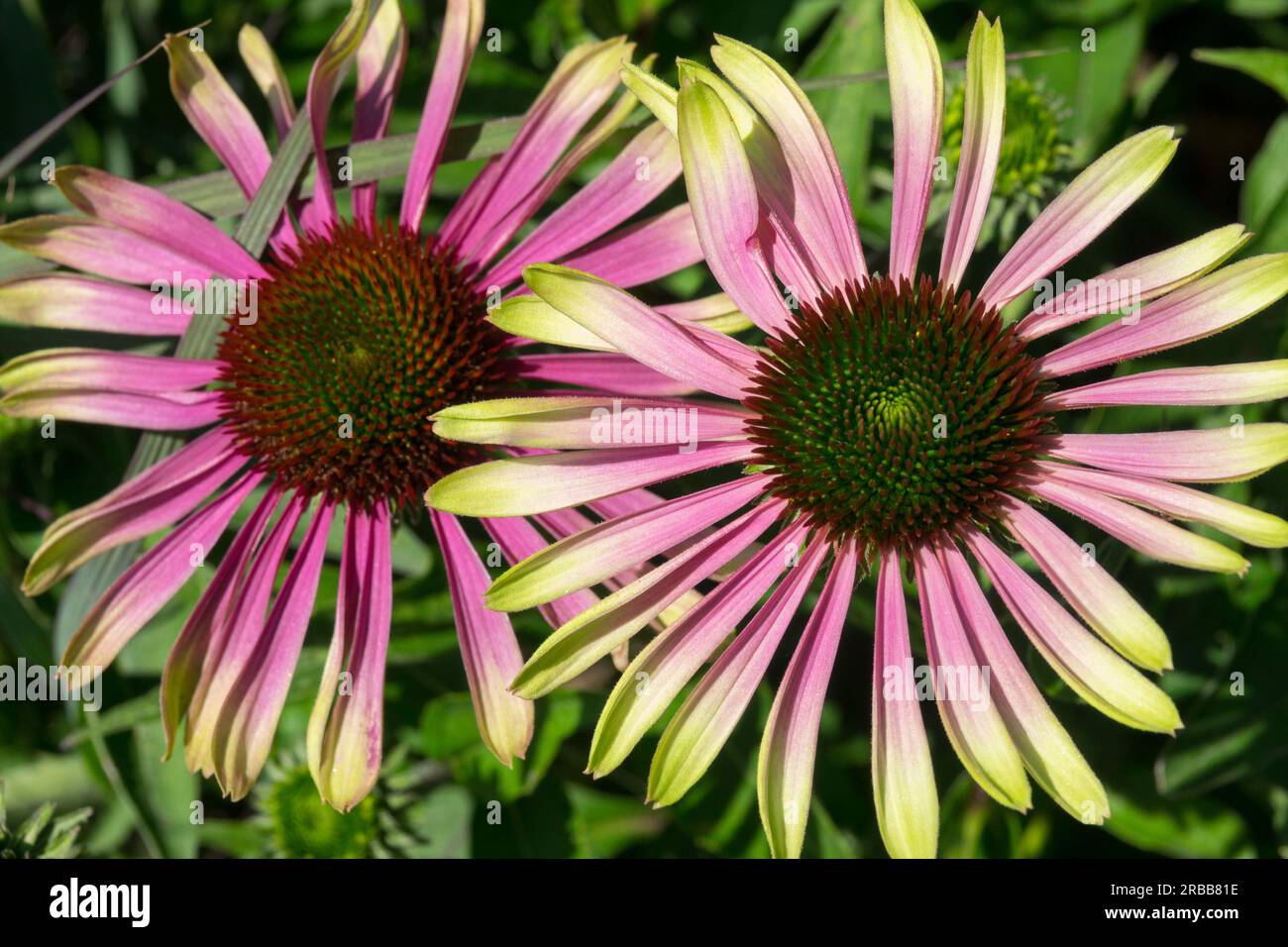 Echinacea purpurea "Green Envy", Echinacea, Flowering Stock Photo - Alamy