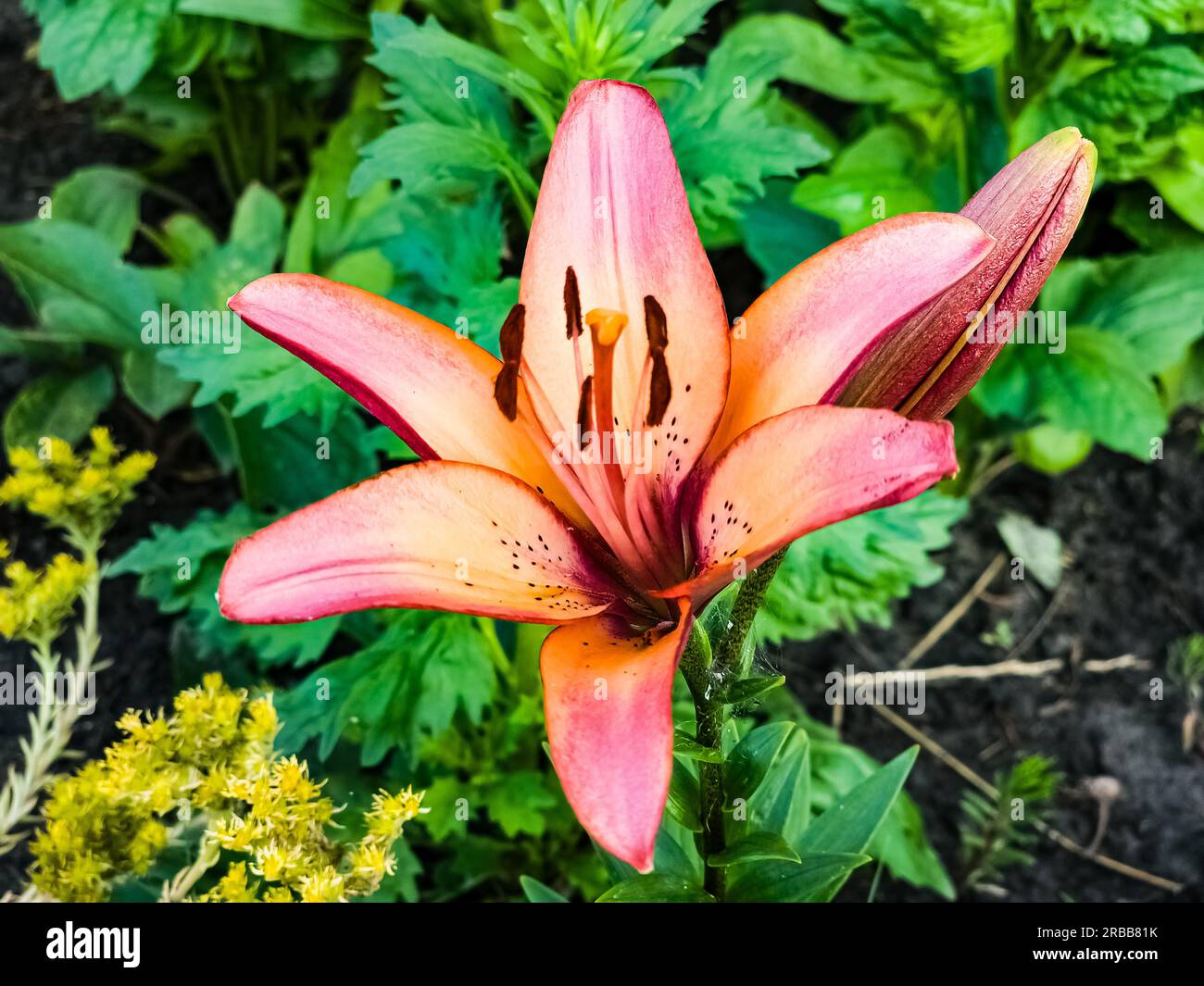 Asian hybrid hi-res stock photography and images - Alamy