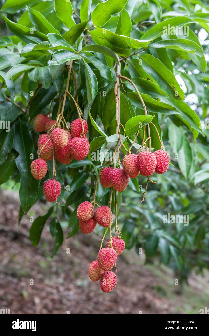 Bunch of ripe fresh lychees hanging down from the tree branch. Lychee ...