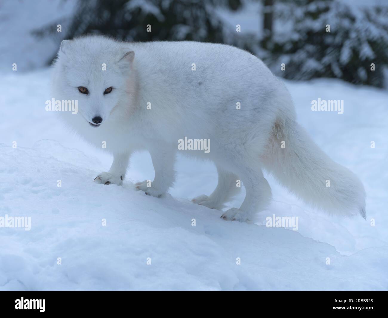 Finnish arctic wildlife hi-res stock photography and images - Alamy