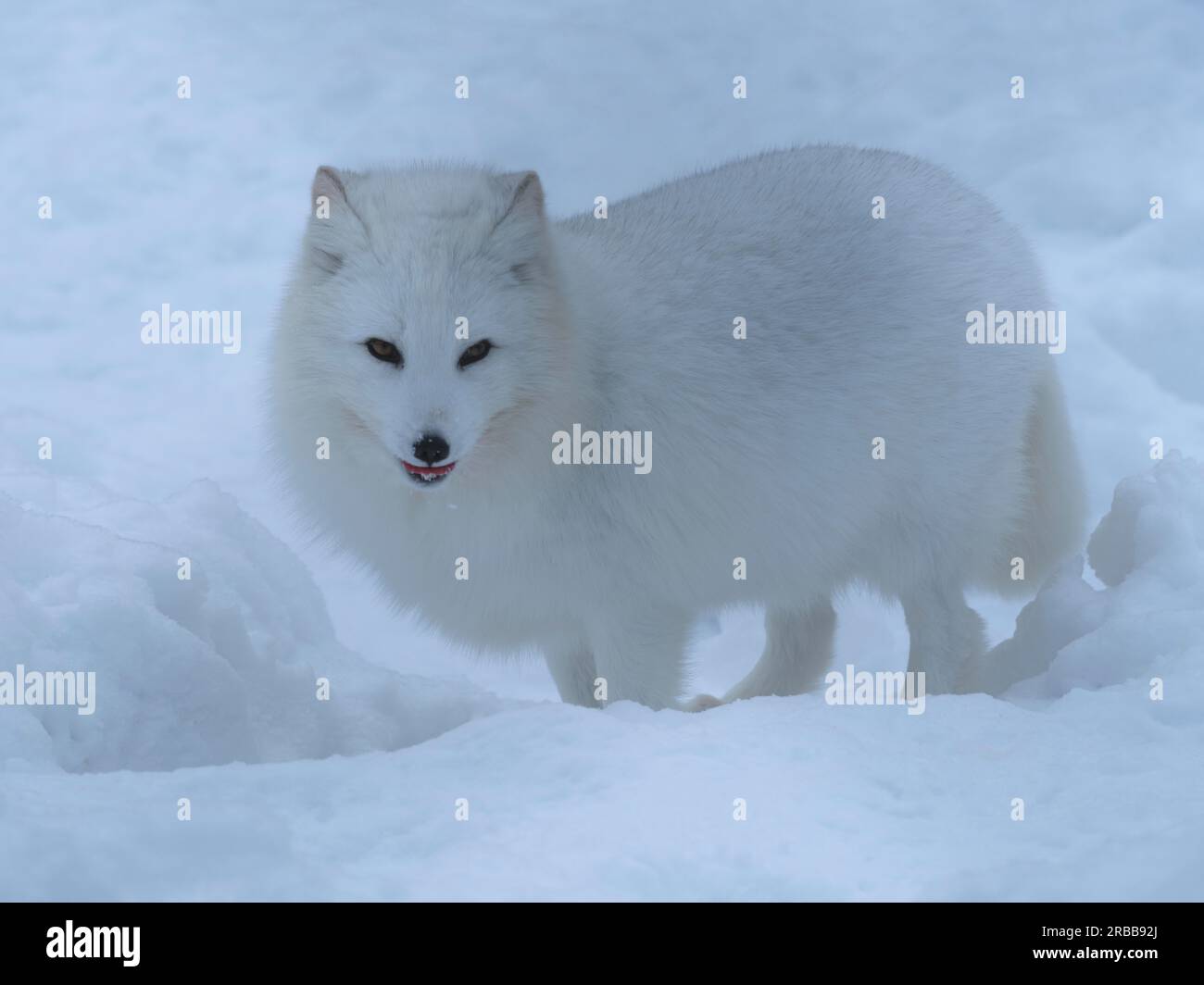 Arctic fox (Vulpes lagopus) (C), in the snow, Ranua Wildlife Park ...