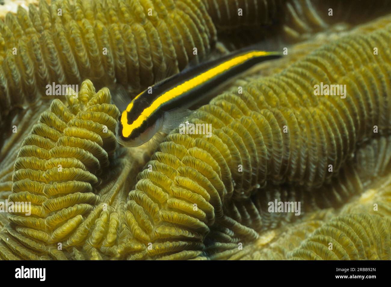Neon goby (Elacatinus figaro) sitting on stone coral grooved brain ...
