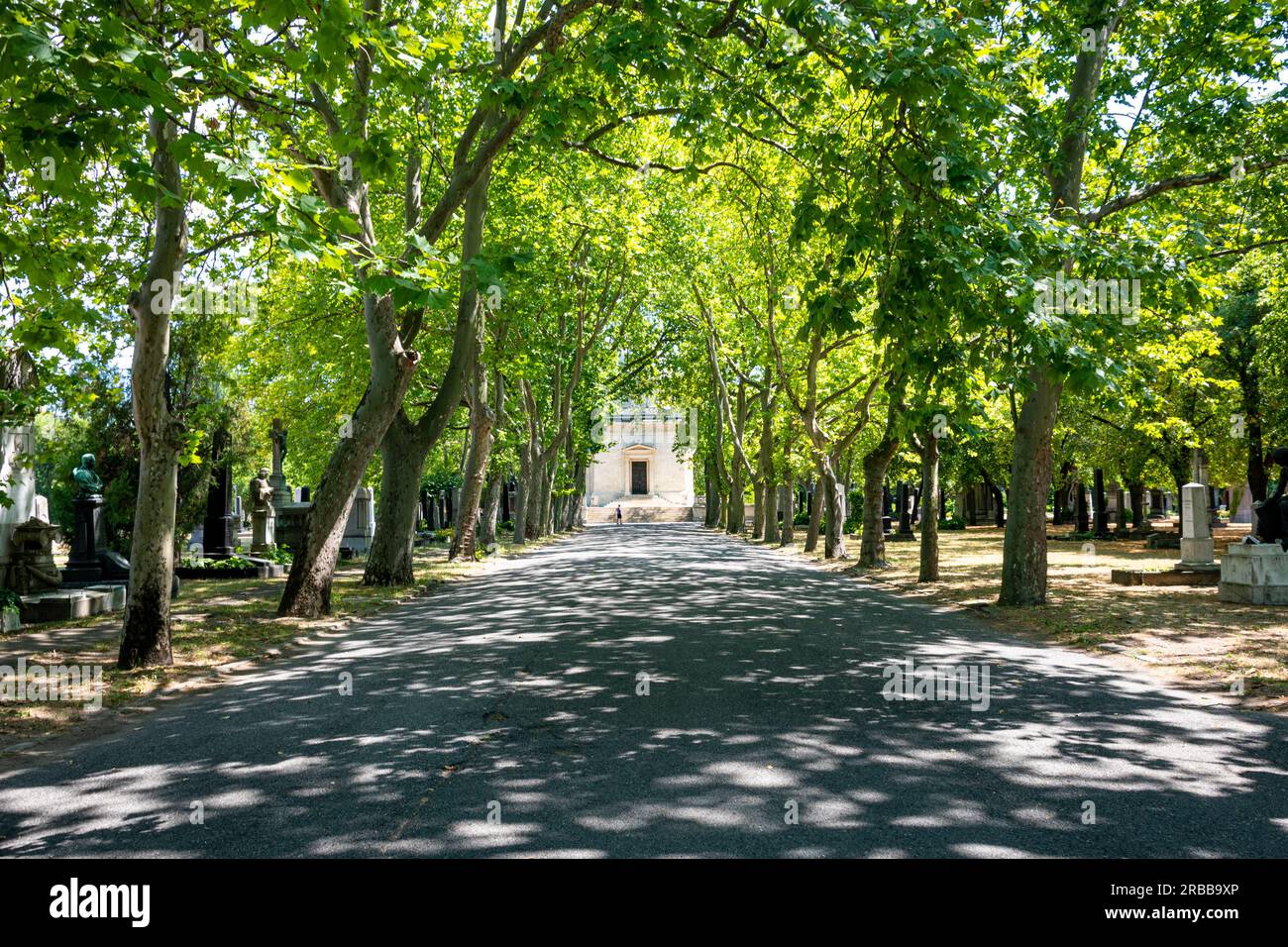 Cemetery walkway with large green leafy trees in summer sunshine Stock ...
