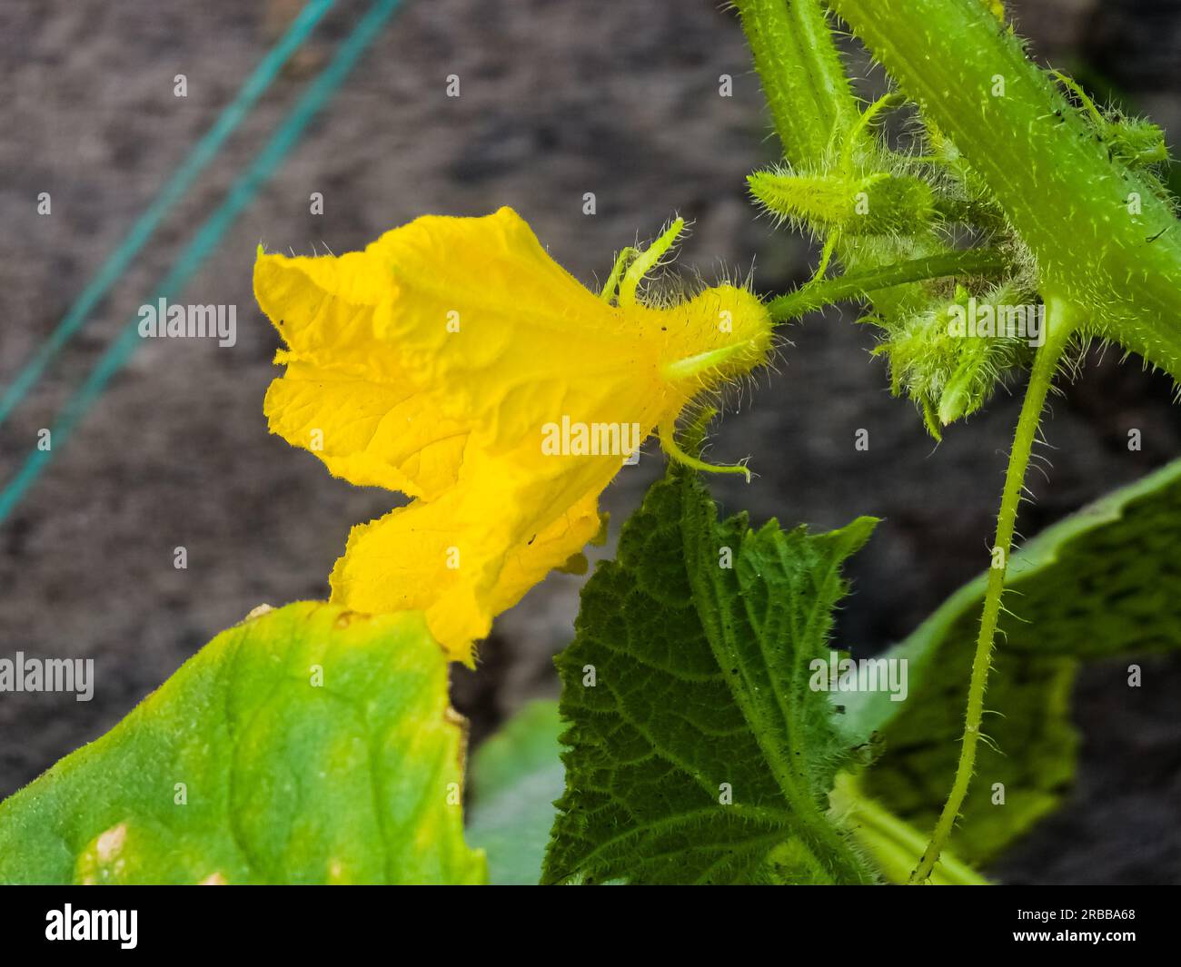 Young green cucumber sprouts in the ground. Cucumber shoots. Green ...