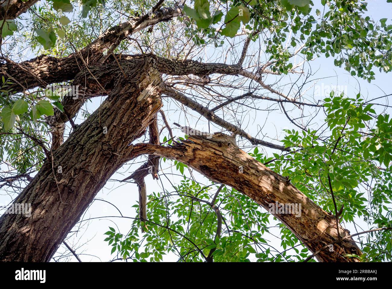Poplar view hi-res stock photography and images - Alamy