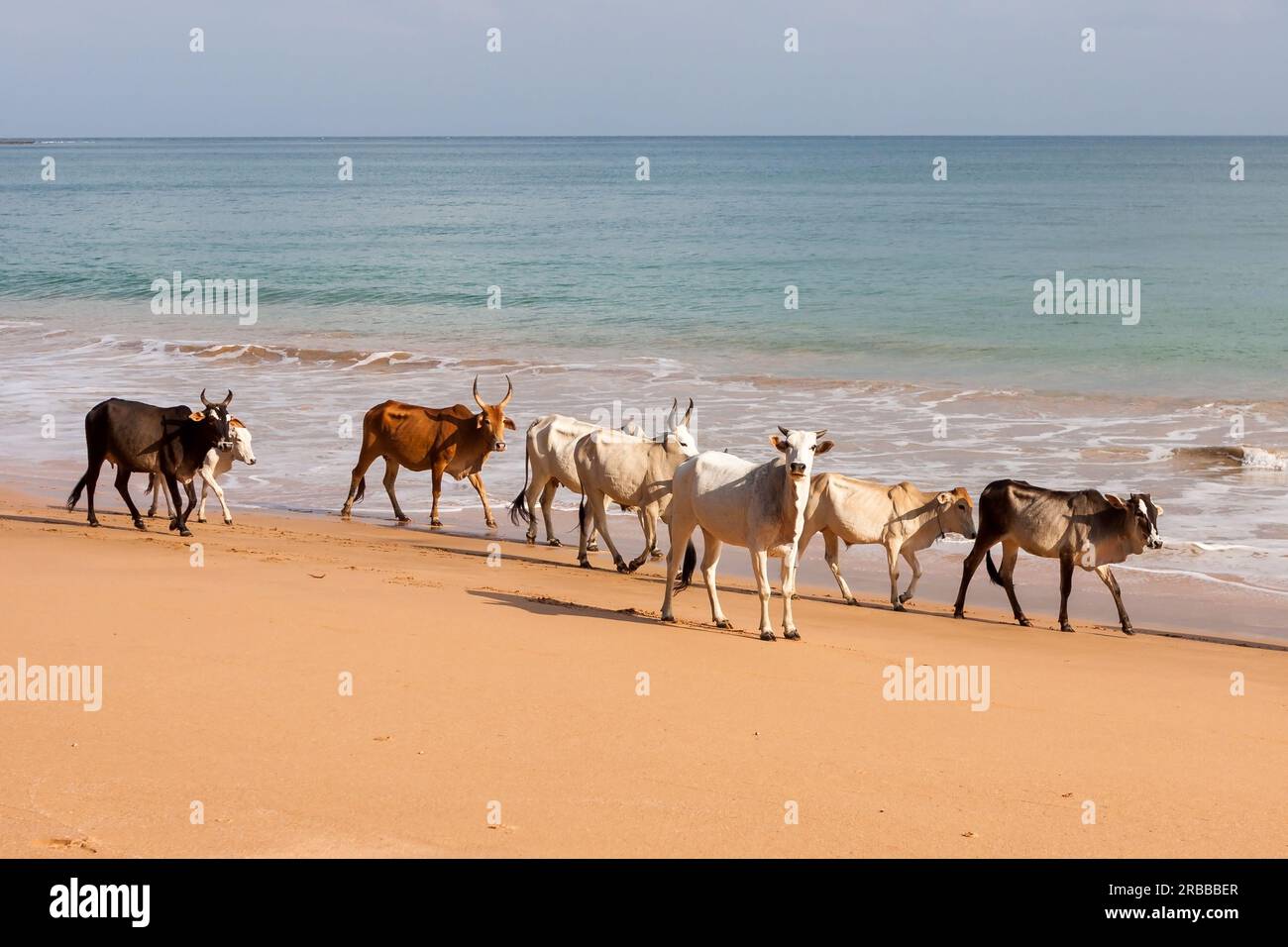 Group of cows at the sea coast at Butler Bay, Andaman Islands Stock ...