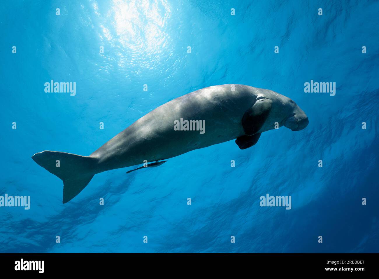 Dugong swimming hi-res stock photography and images - Alamy