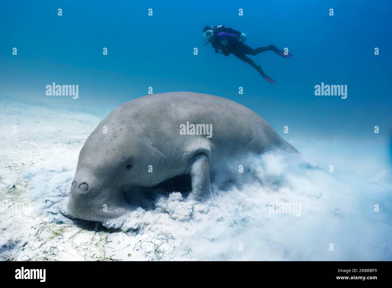 Diver, diver observed on seagrass meadow, seagrass eating, eating ...