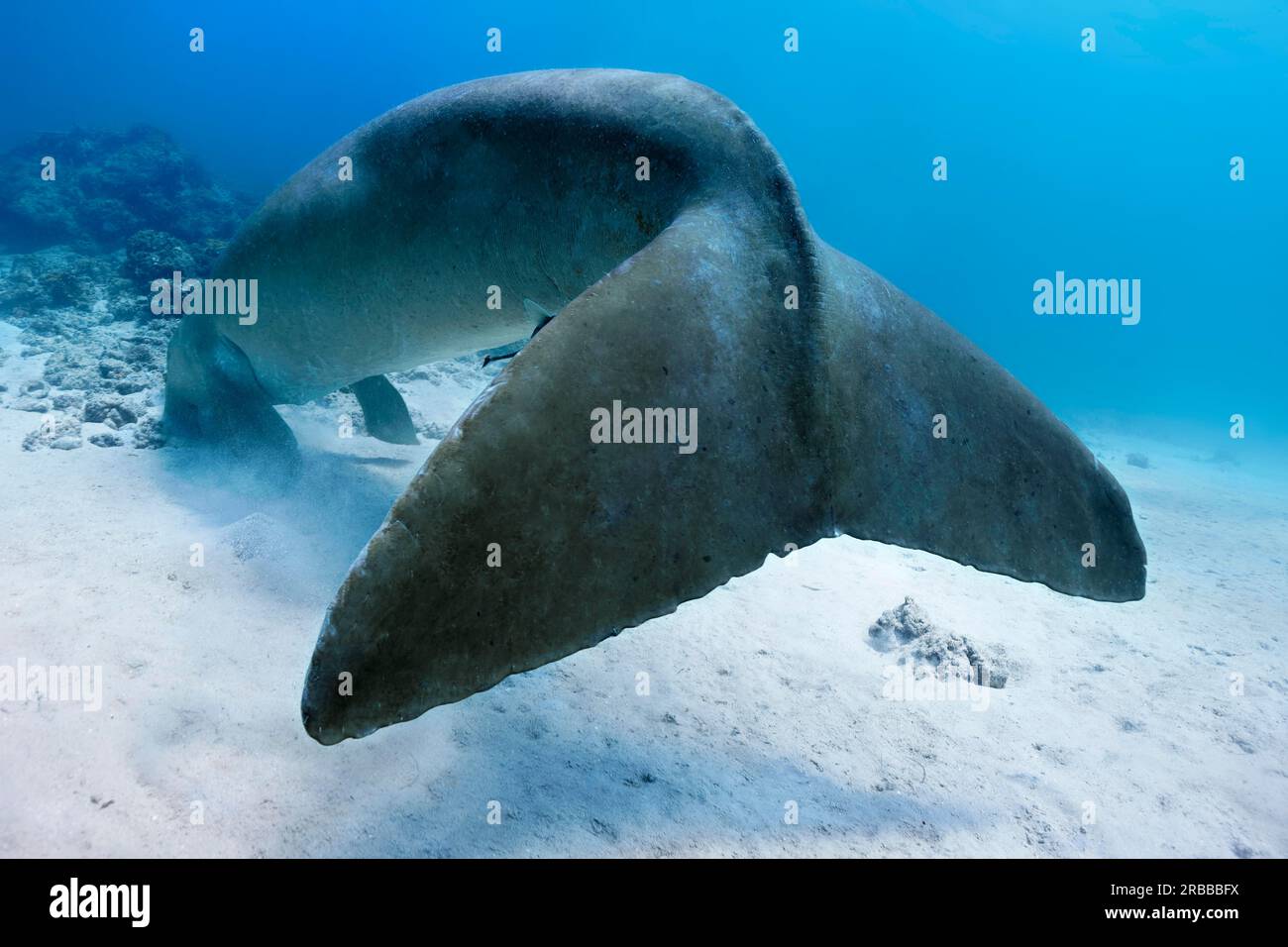 Dugong (Dugong dugon) also dugong, adult, sandy bottom, Great Barrier ...