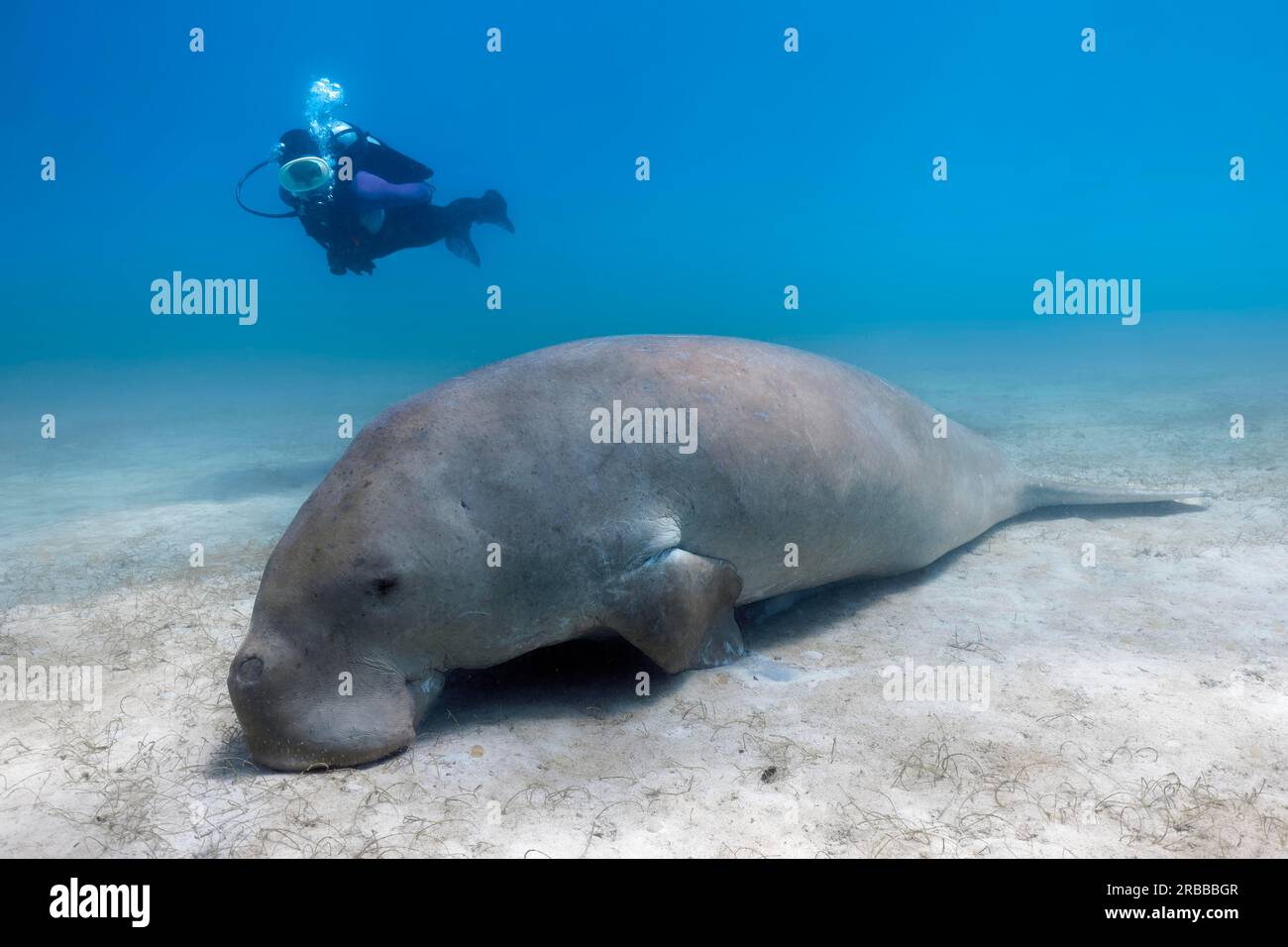Diver, female diver observed on sandy bottom, seagrass meadow, adult ...