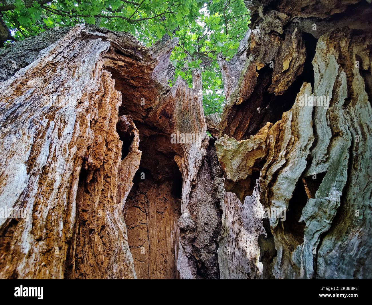 Detail of an oak tree with trunk dead from lightning and tree canker ...