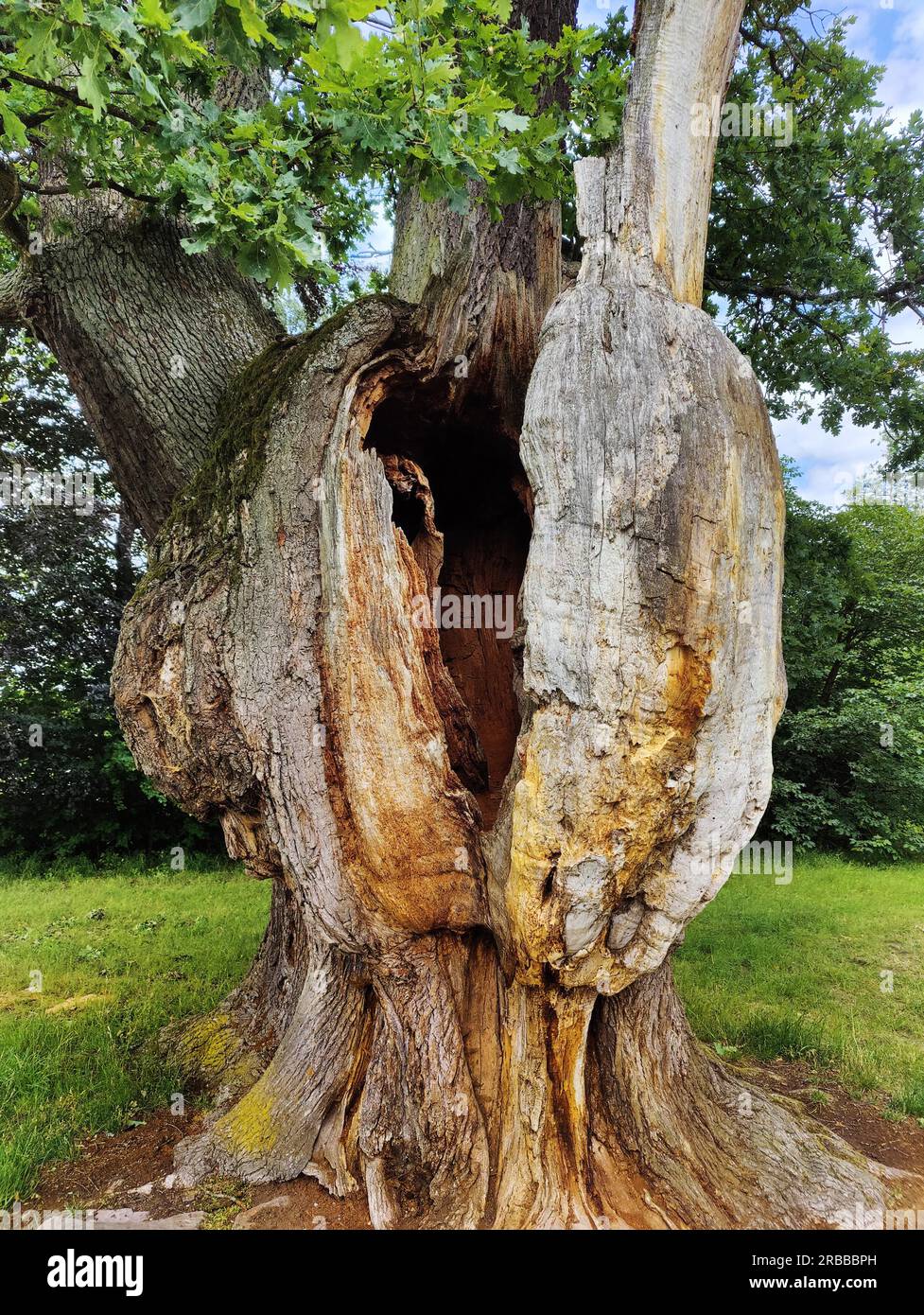 Very old and large oak with dead trunk due to lightning and tree canker ...