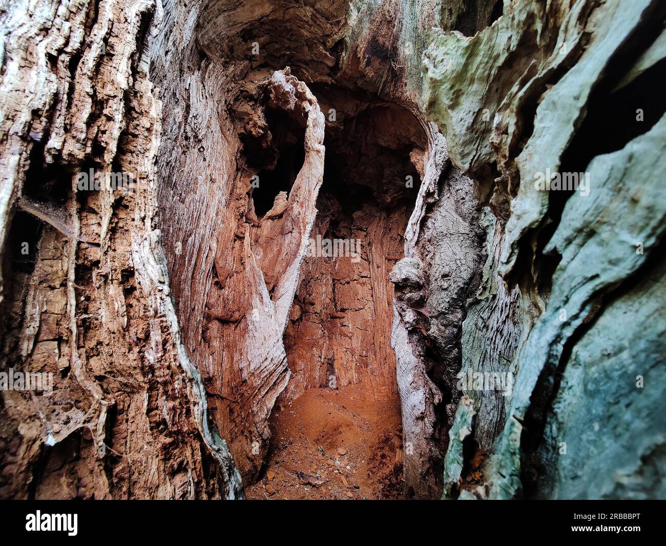 Interior view of an oak tree with trunk dead from lightning and tree ...